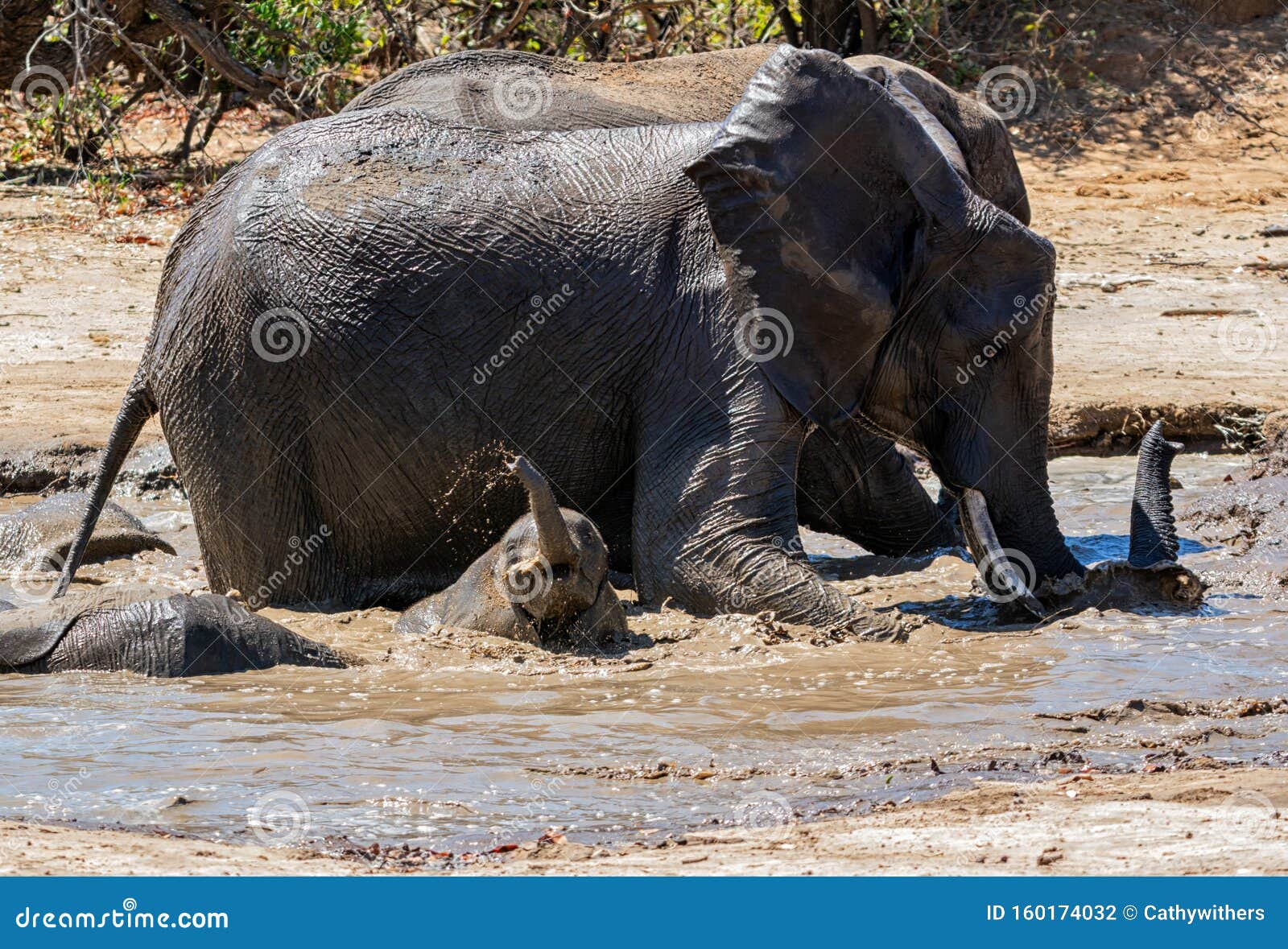 Elephant Mud Bath stock photo. Image of together, mammals - 160174032