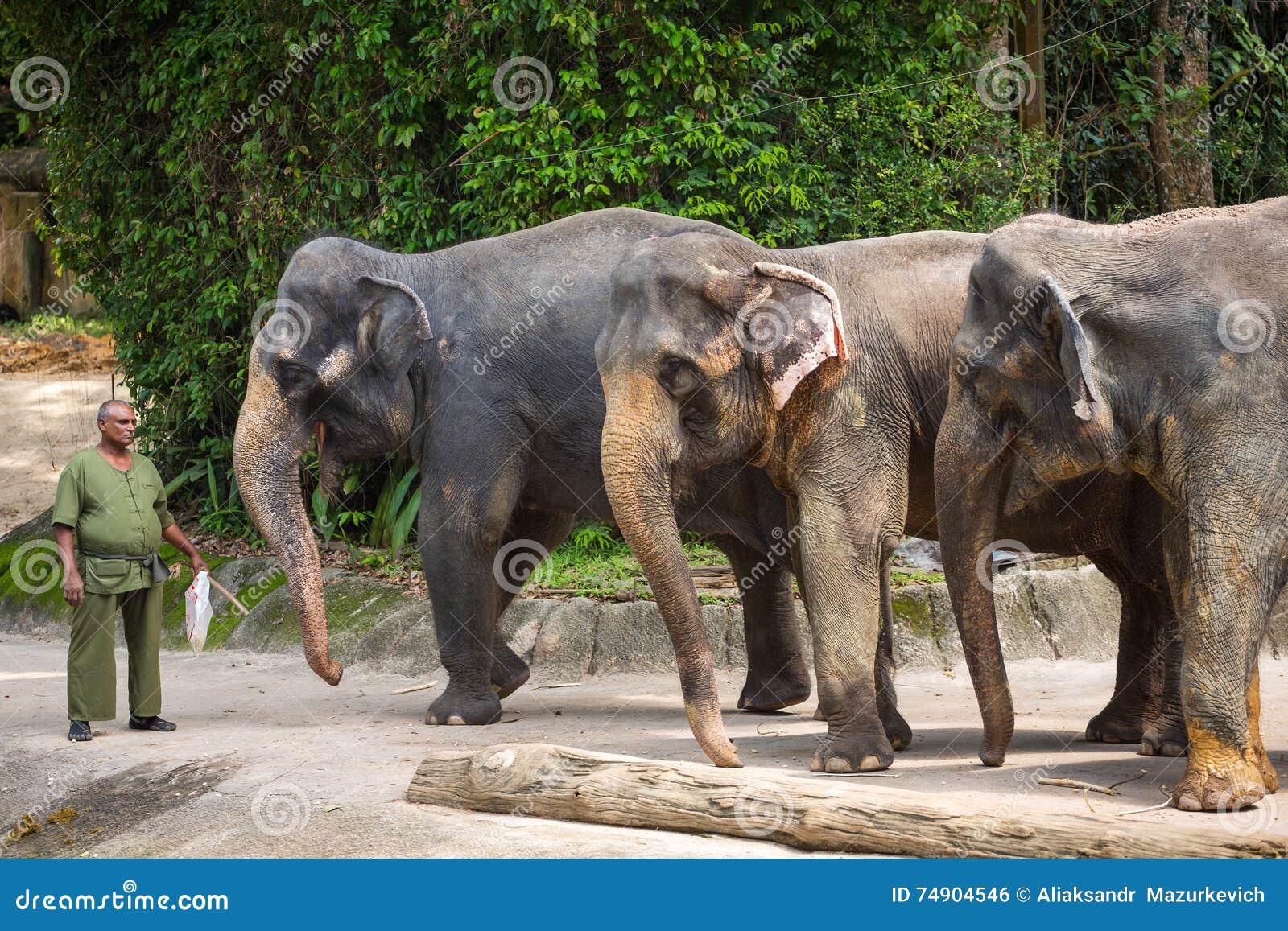 Elephants and Their Trainer in the Singapore Zoo. Editorial Photo ...