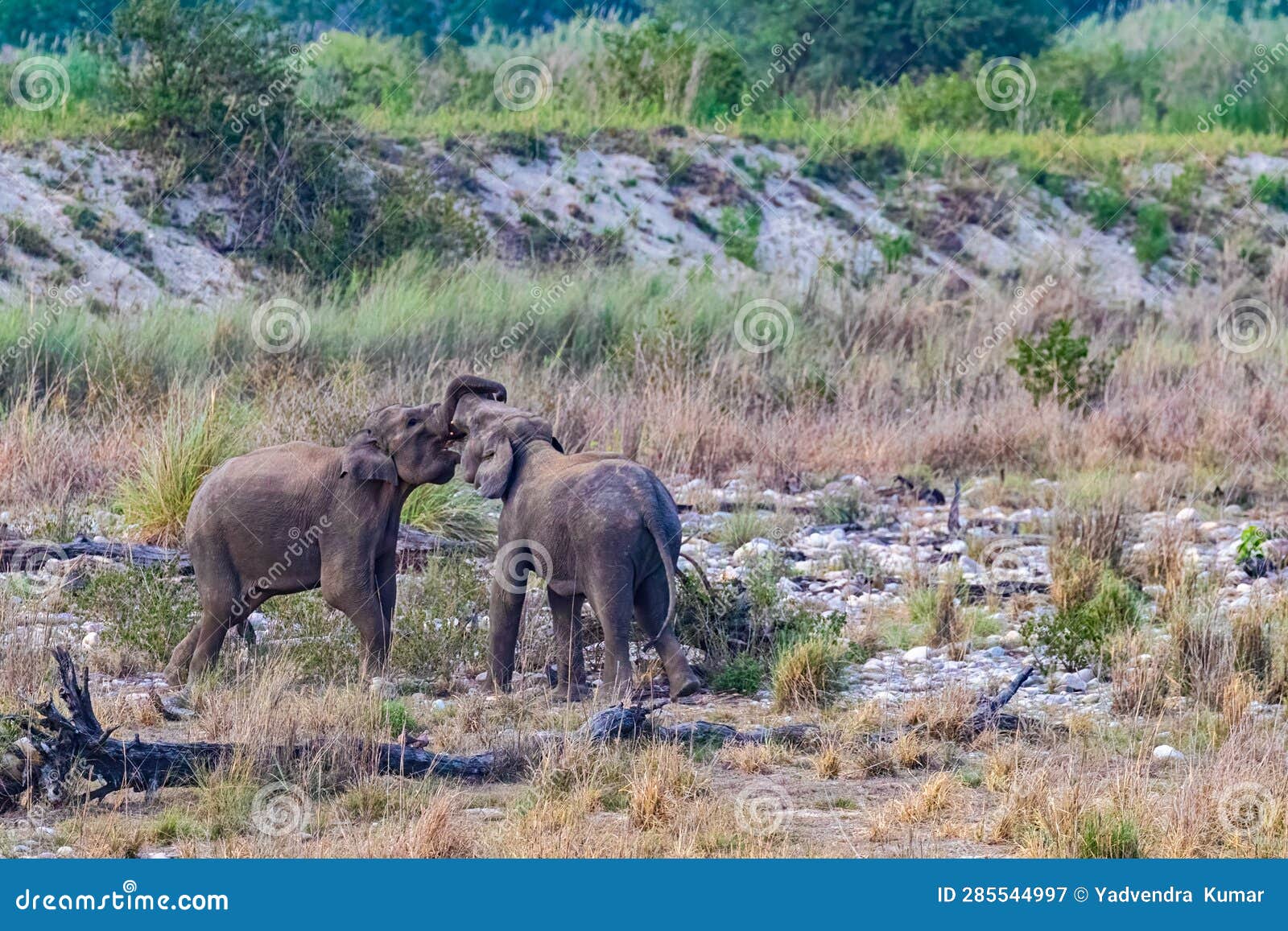 Elephants with Their Trunks Together Stock Image - Image of animal ...
