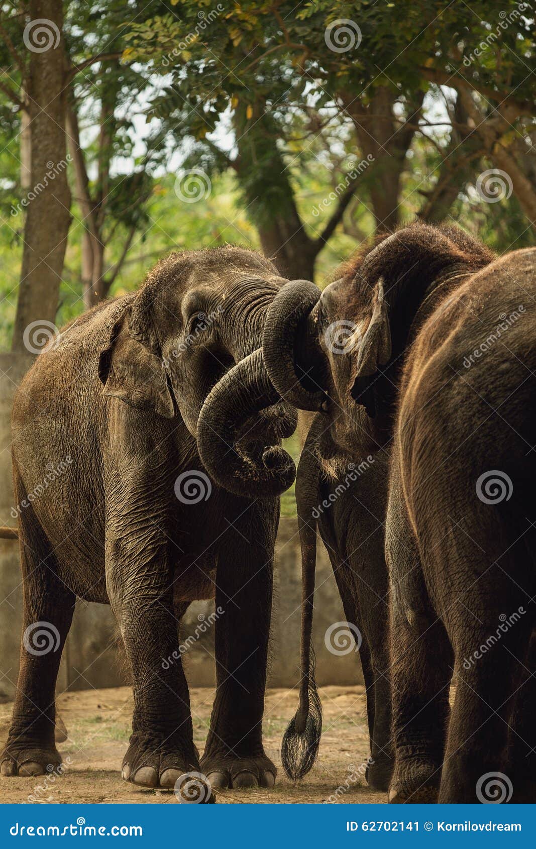 Elephants stock image. Image of compassion, abstract - 62702141