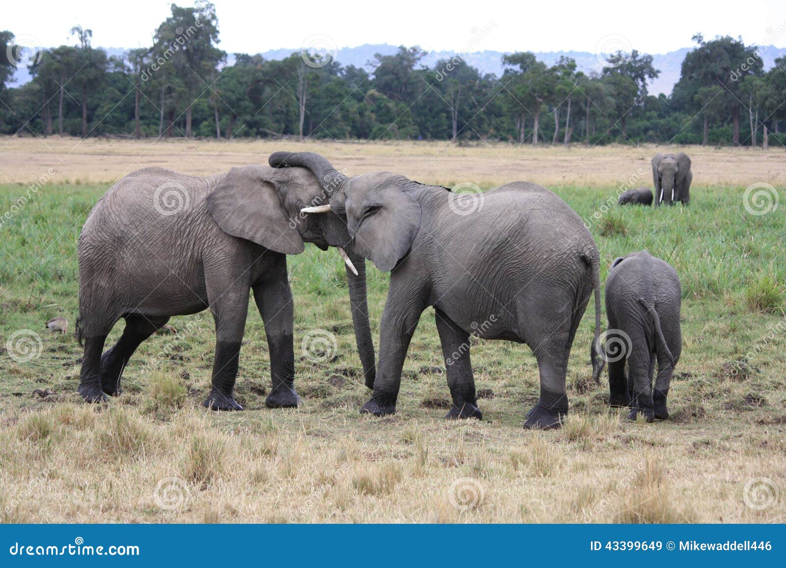 Elephants touching stock image. Image of africa, masai - 43399649