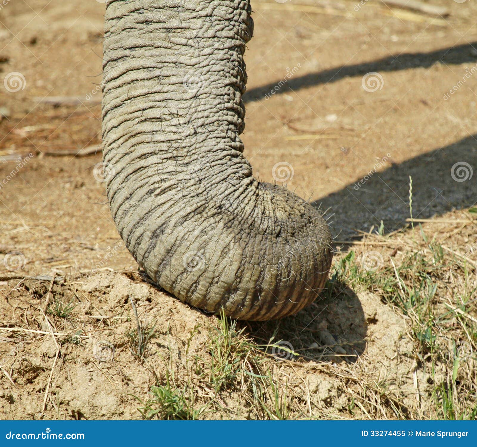 Elephants trunk stock image. Image of trunk, parts, strength - 33274455