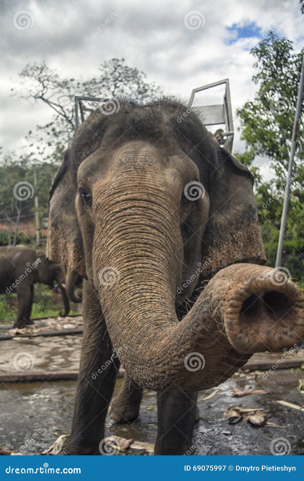 Elephants Trunk Close Shot at the Zoo Stock Image - Image of power ...