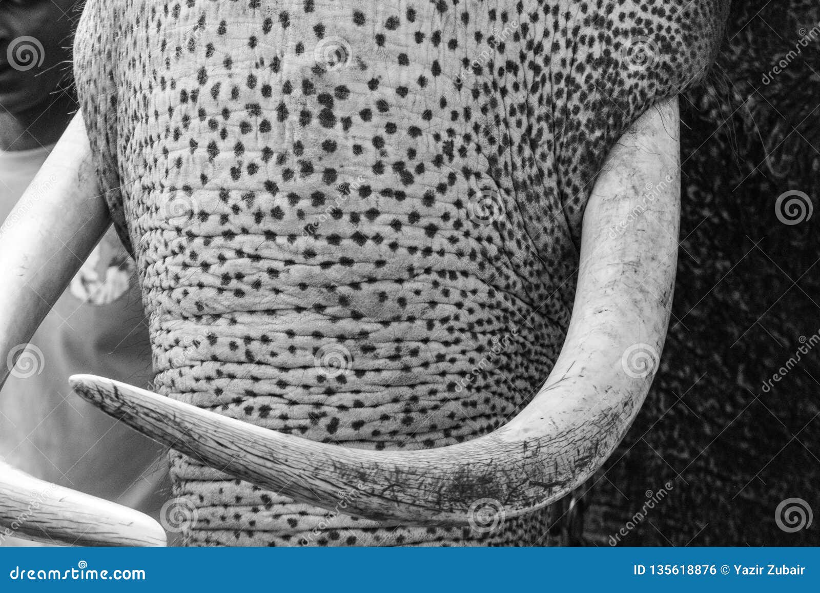 Elephants Tusk Closeup Image Stock Photo - Image of national, mouth ...