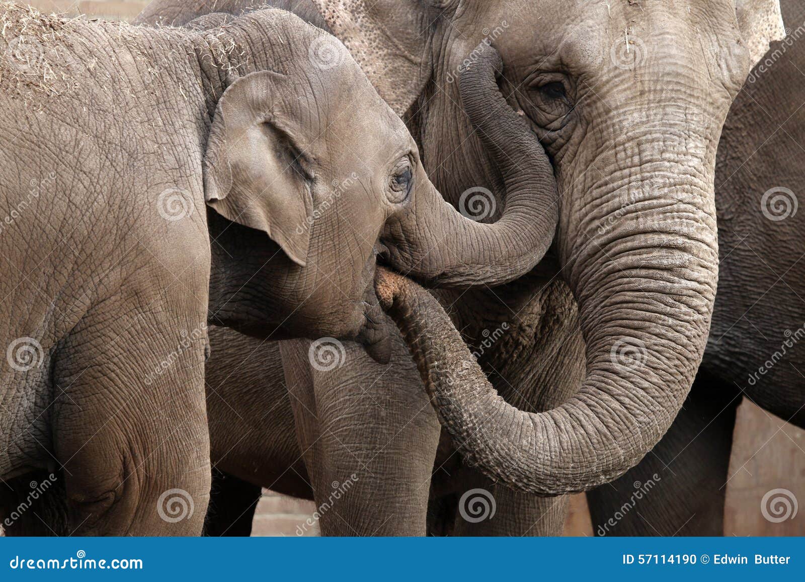 Elephants stock photo. Image of strong, indian, park - 57114190