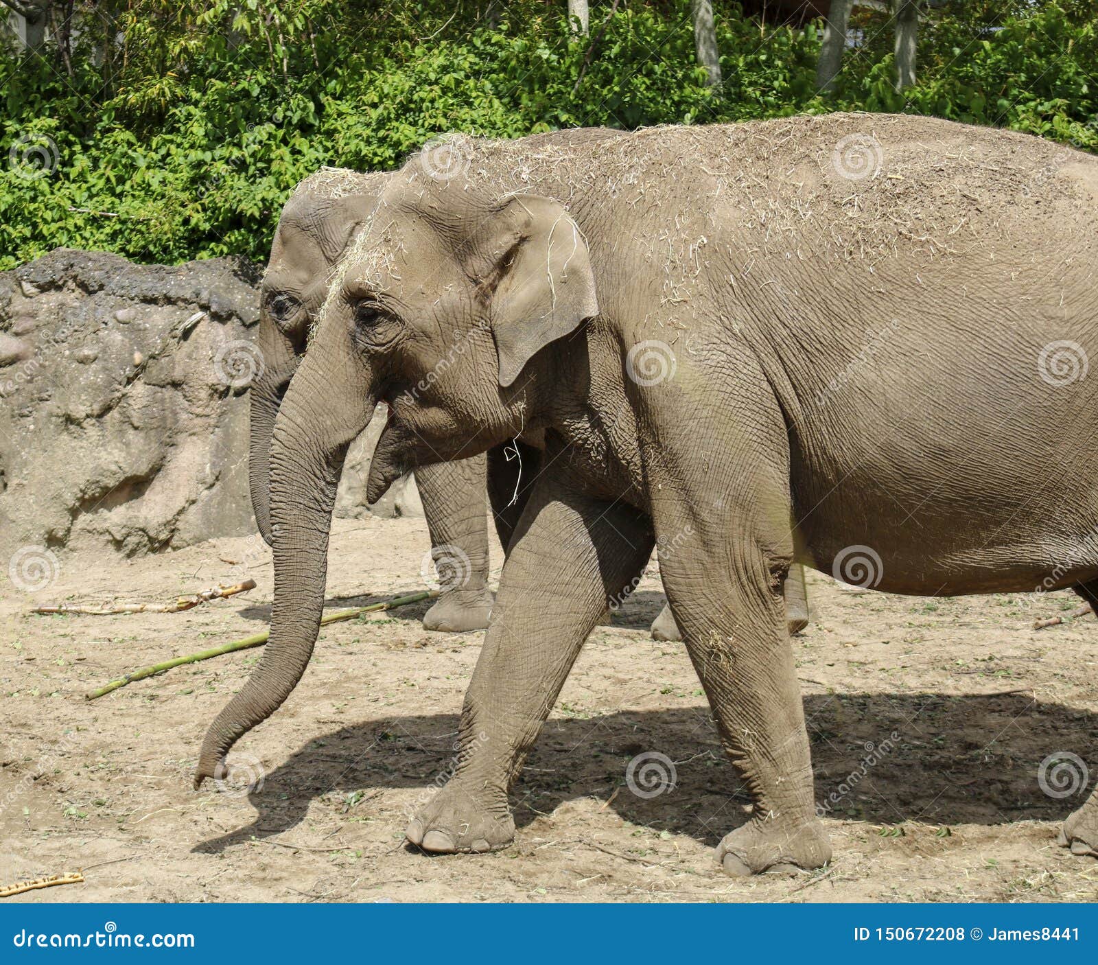 Elephants stock photo. Image of nature, young, grass - 150672208