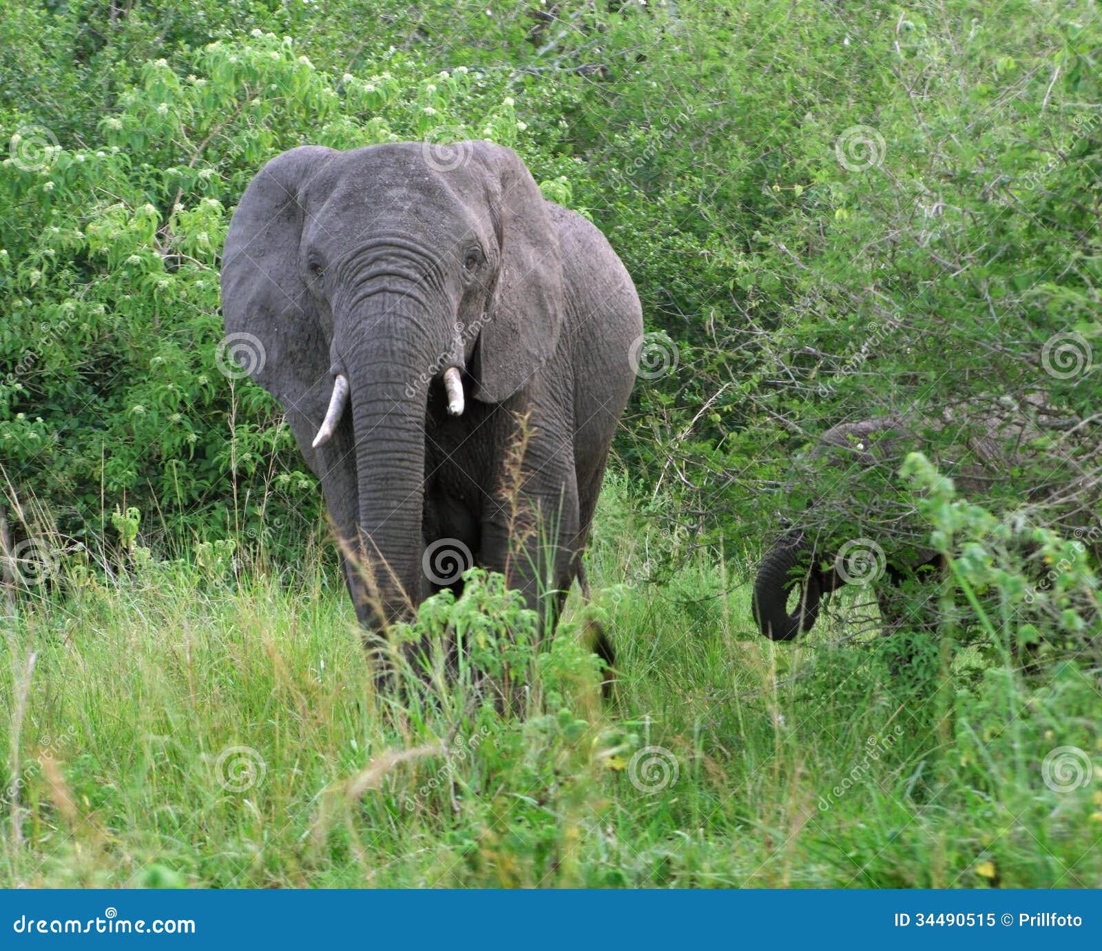 Elephants in Uganda stock image. Image of loxodonta, natural - 34490515