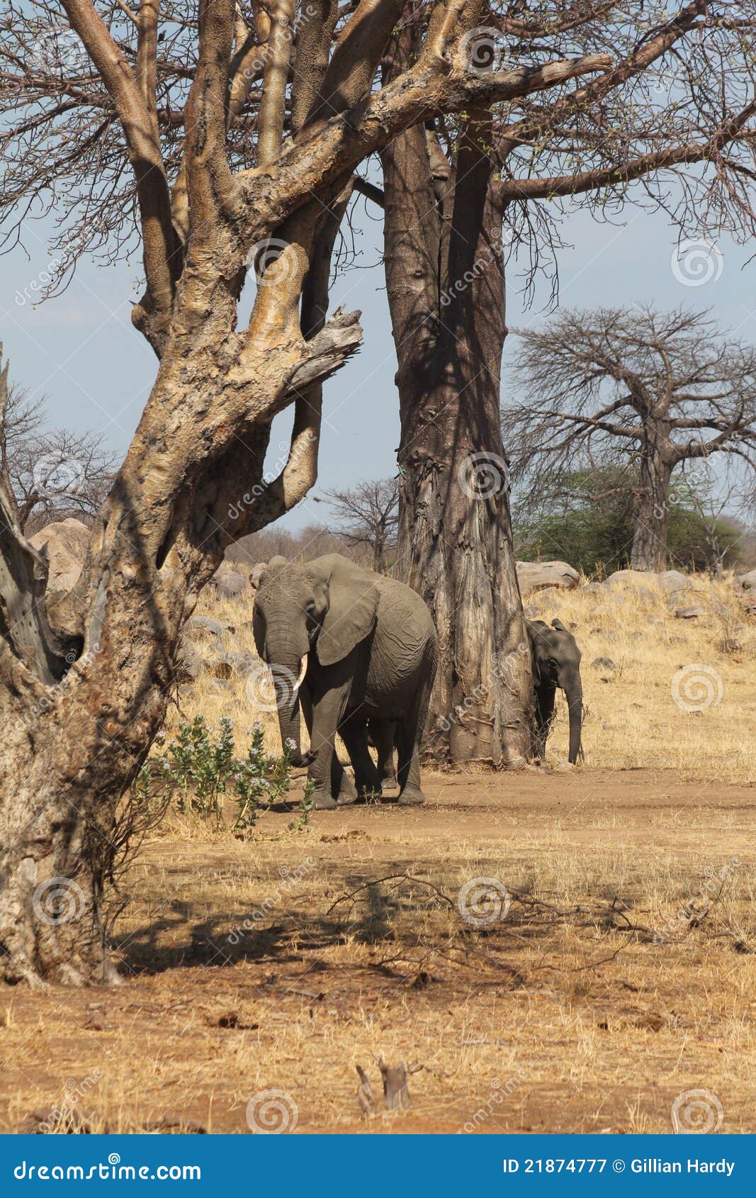 Elephants Under an African Tree Stock Image - Image of ears, elephants ...