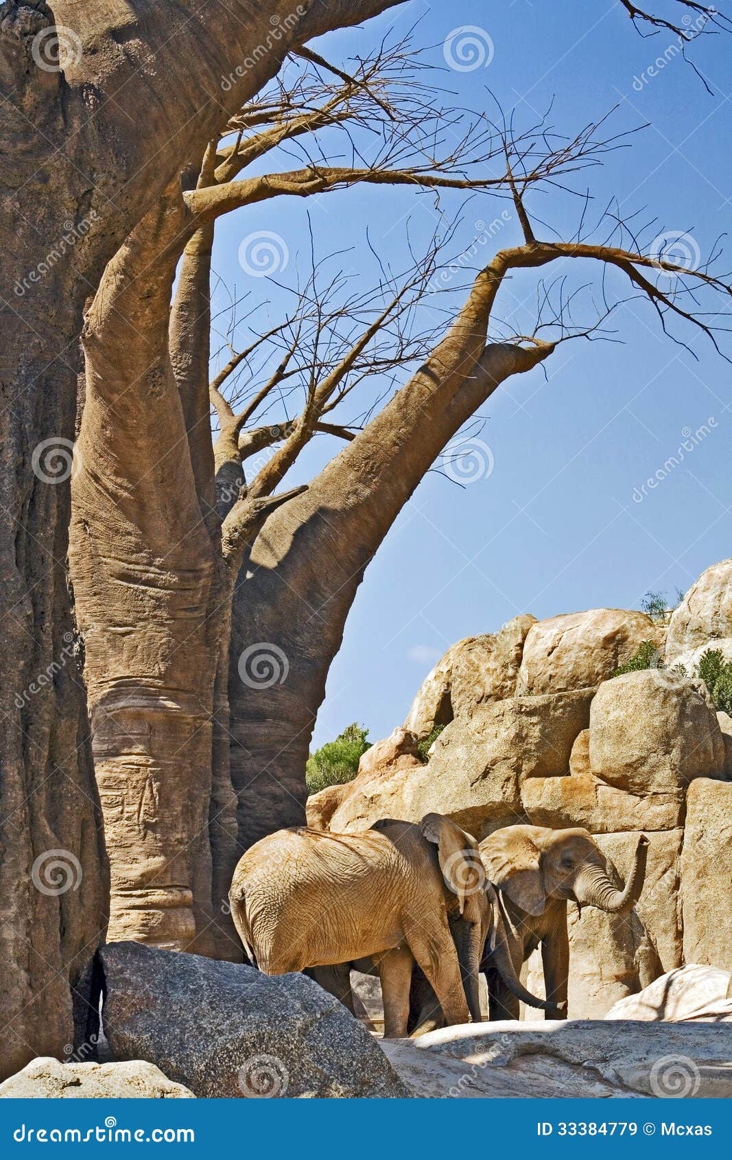 Elephants Under a Big Baobab Tree Stock Image - Image of loxodonta ...