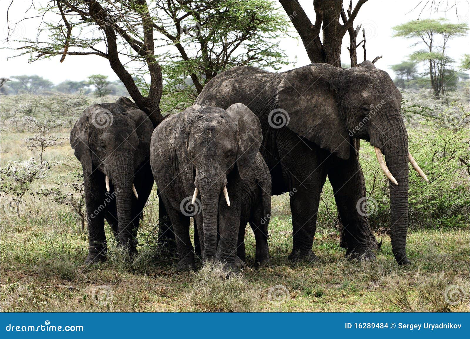 Elephants under a tree. stock photo. Image of nose, ears - 16289484