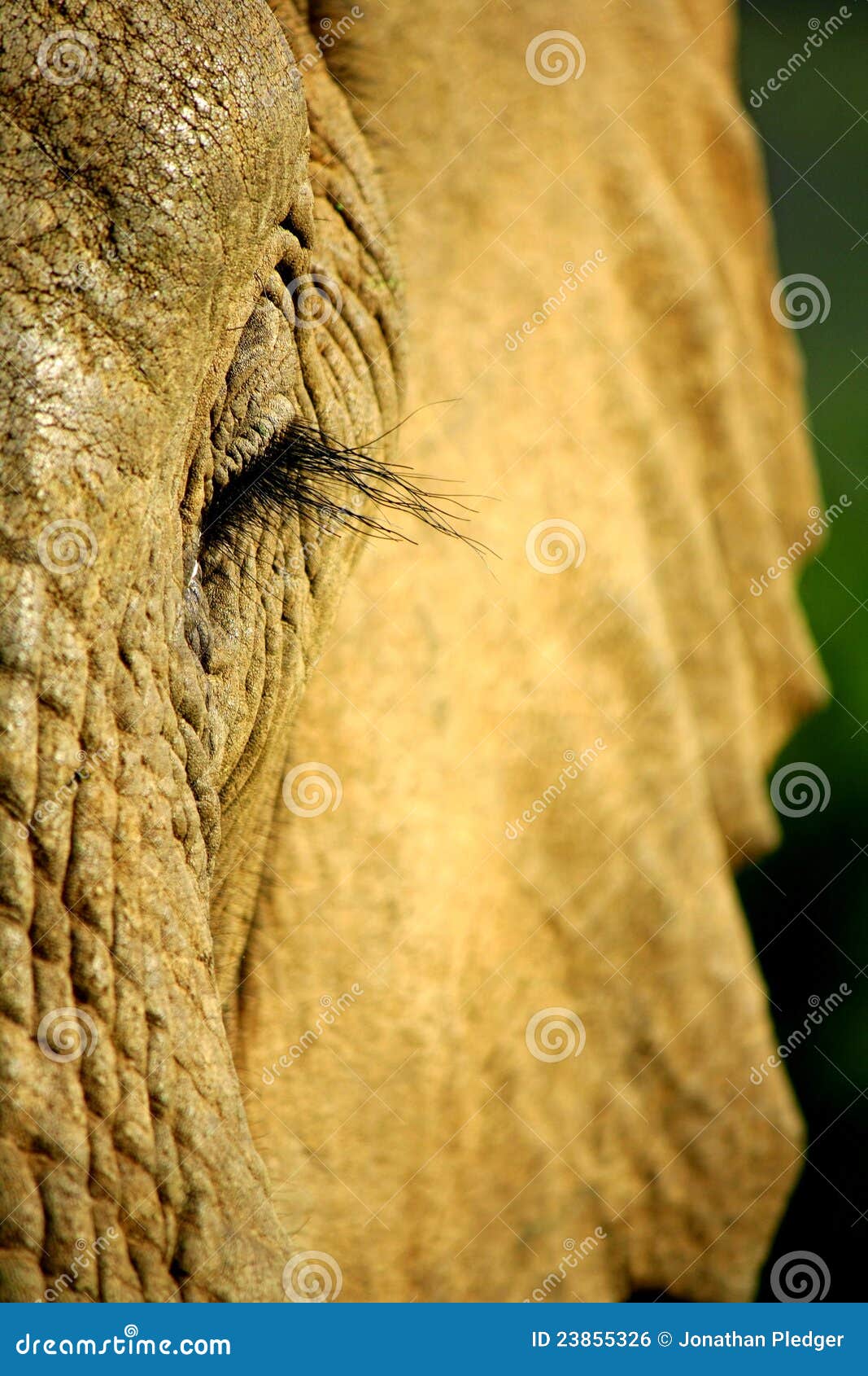 Elephants view stock photo. Image of macro, eyes, wildlife - 23855326