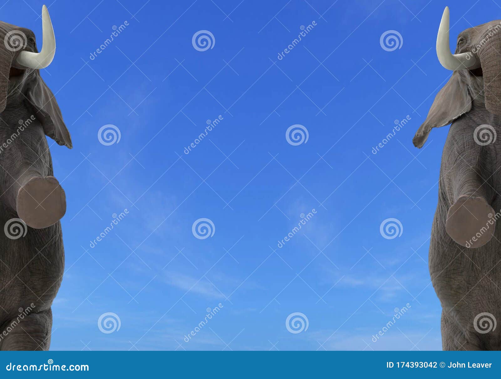 Elephants Viewed from Below 7 Stock Photo - Image of trunk, elephant ...