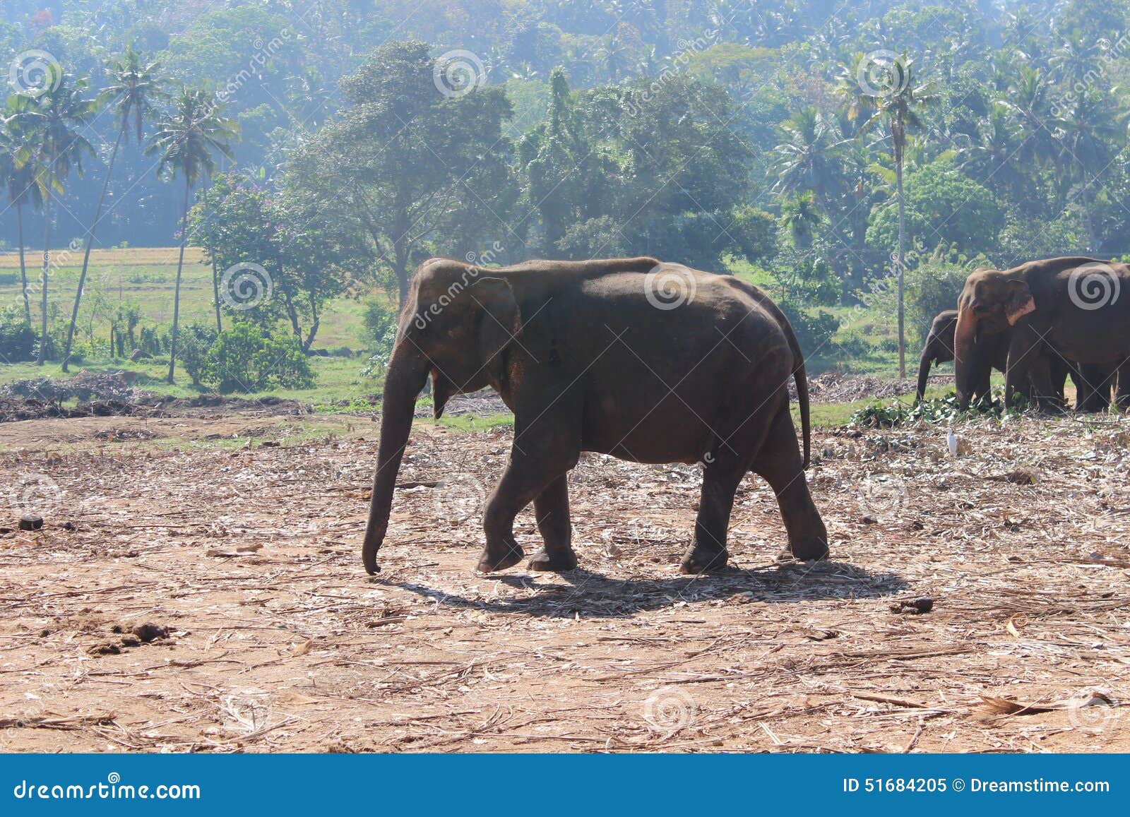 The elephants on walk stock image. Image of breakfast - 51684205