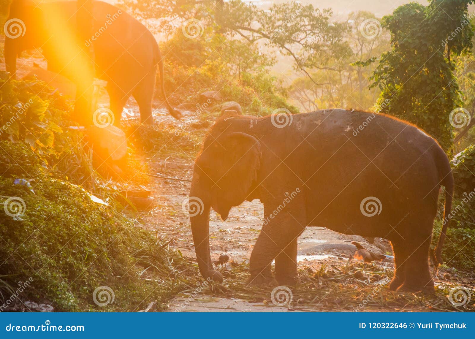 Elephants Walking Under Mornings Sun Stock Photo - Image of orange ...