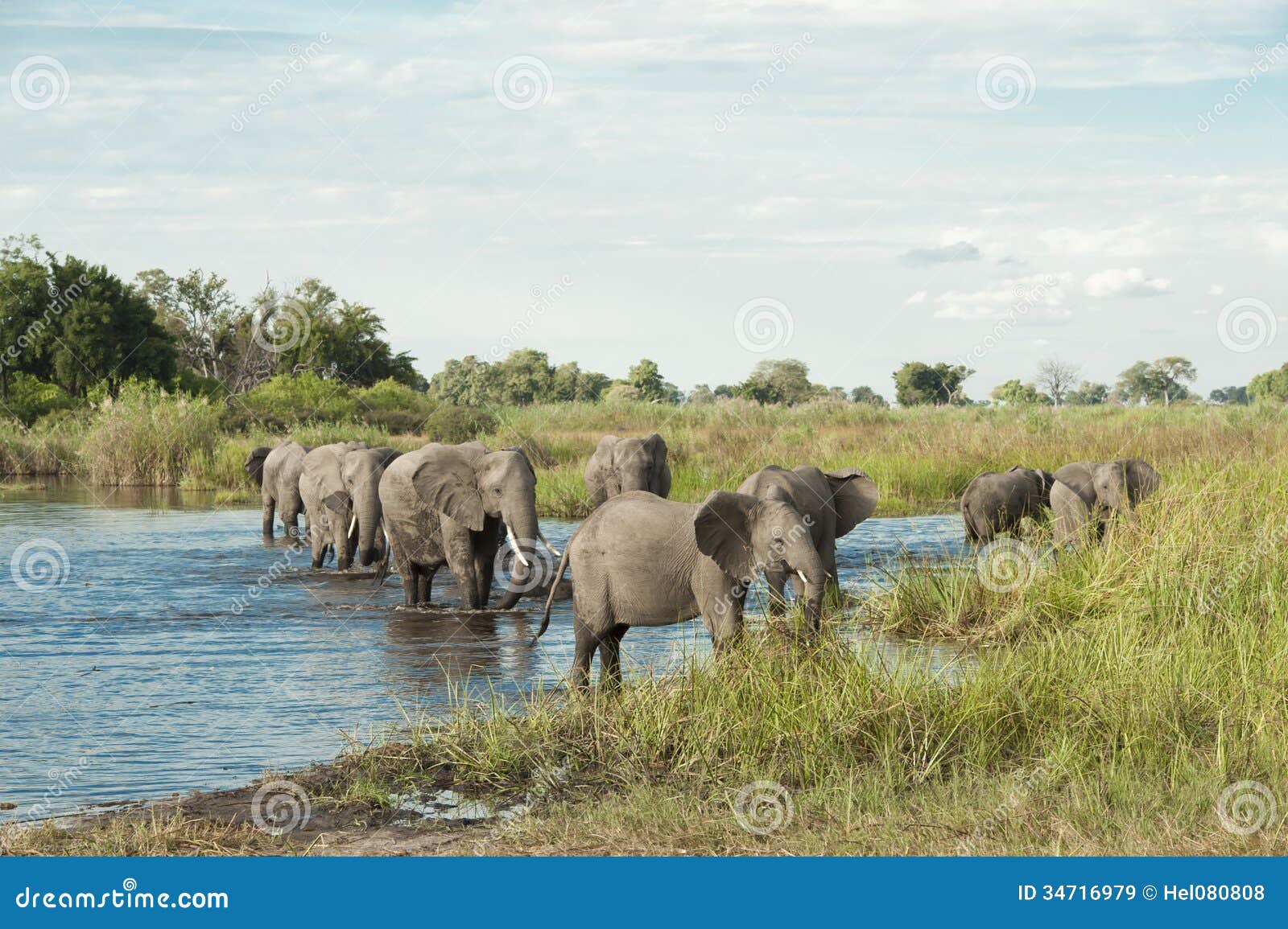 Elephants Coming Out of Water Okavango Delta in Botswana, Africa Stock ...
