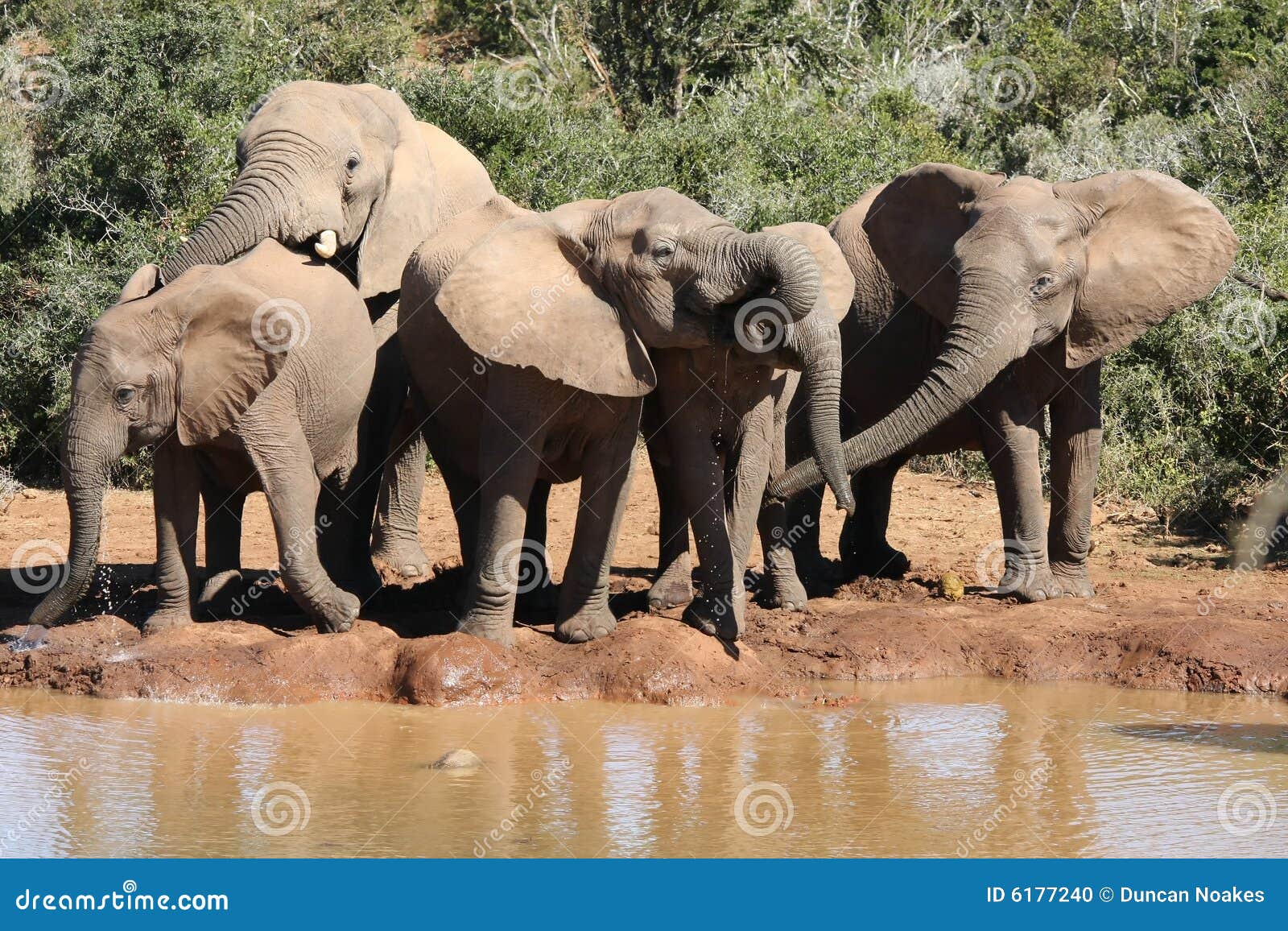 Elephants at Water Hole stock photo. Image of safari, wildlife - 6177240