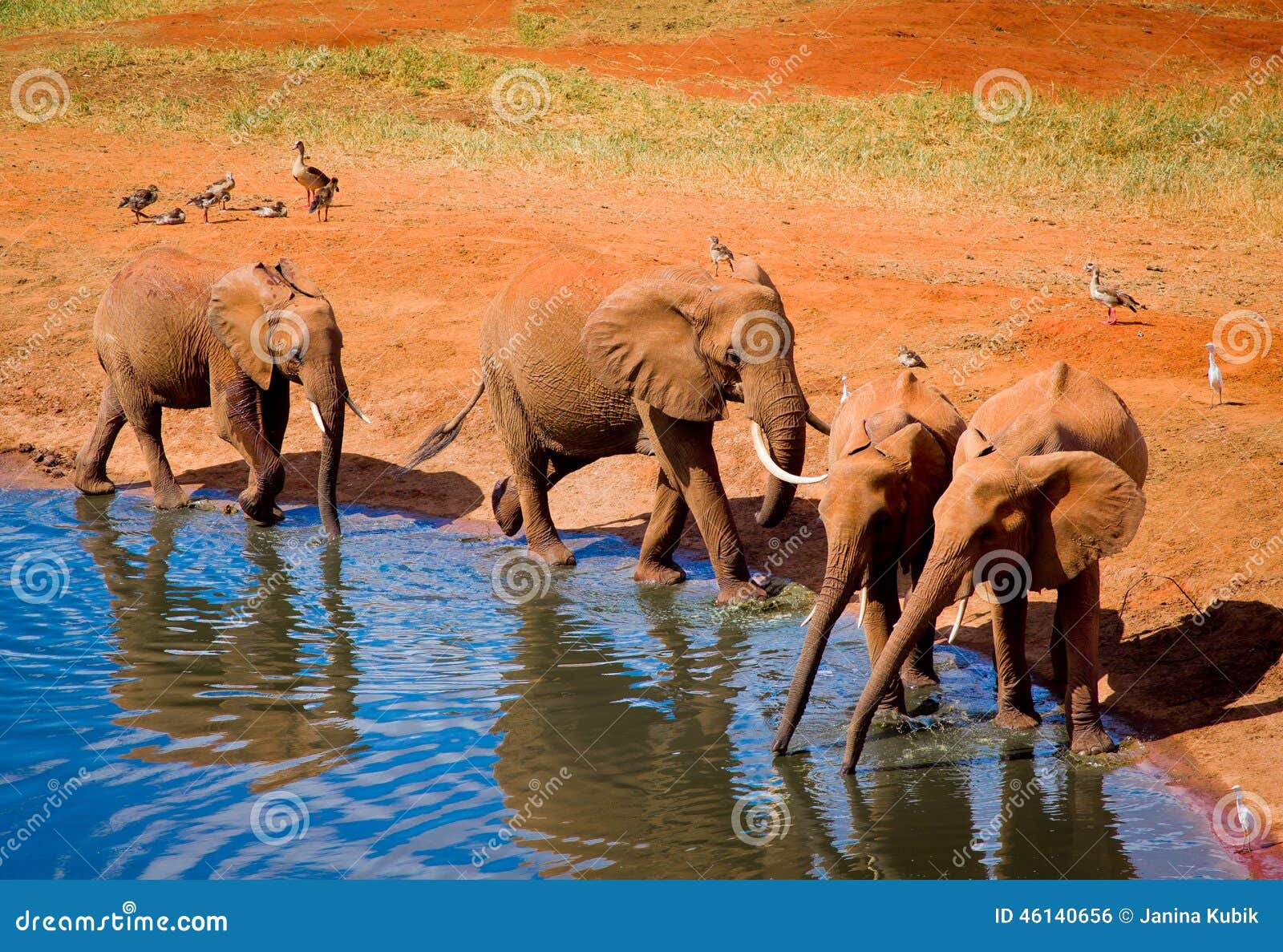 Elephants in water hole stock photo. Image of blanca - 46140656