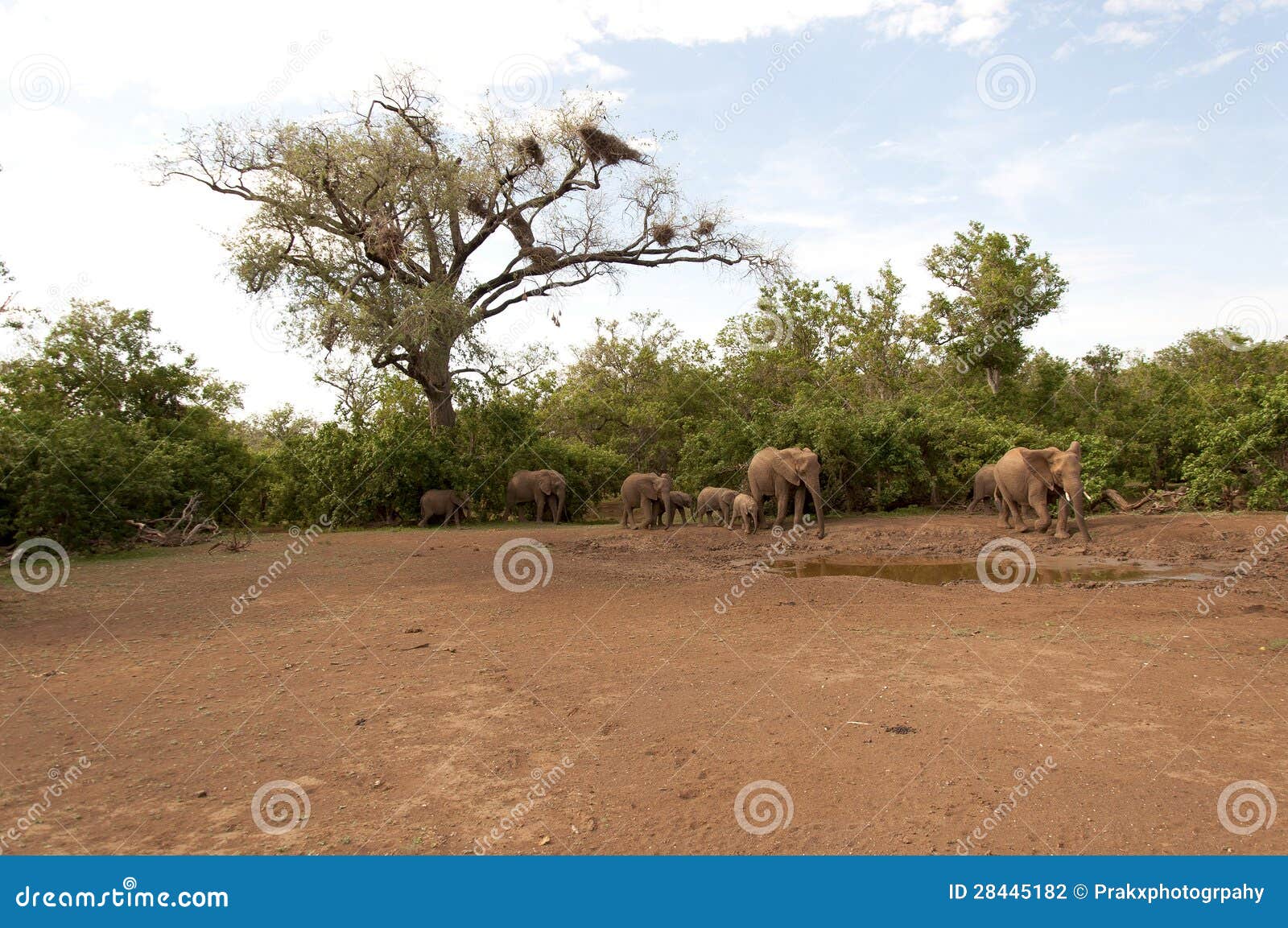 Elephants water splash stock photo. Image of splash, rushing - 28445182