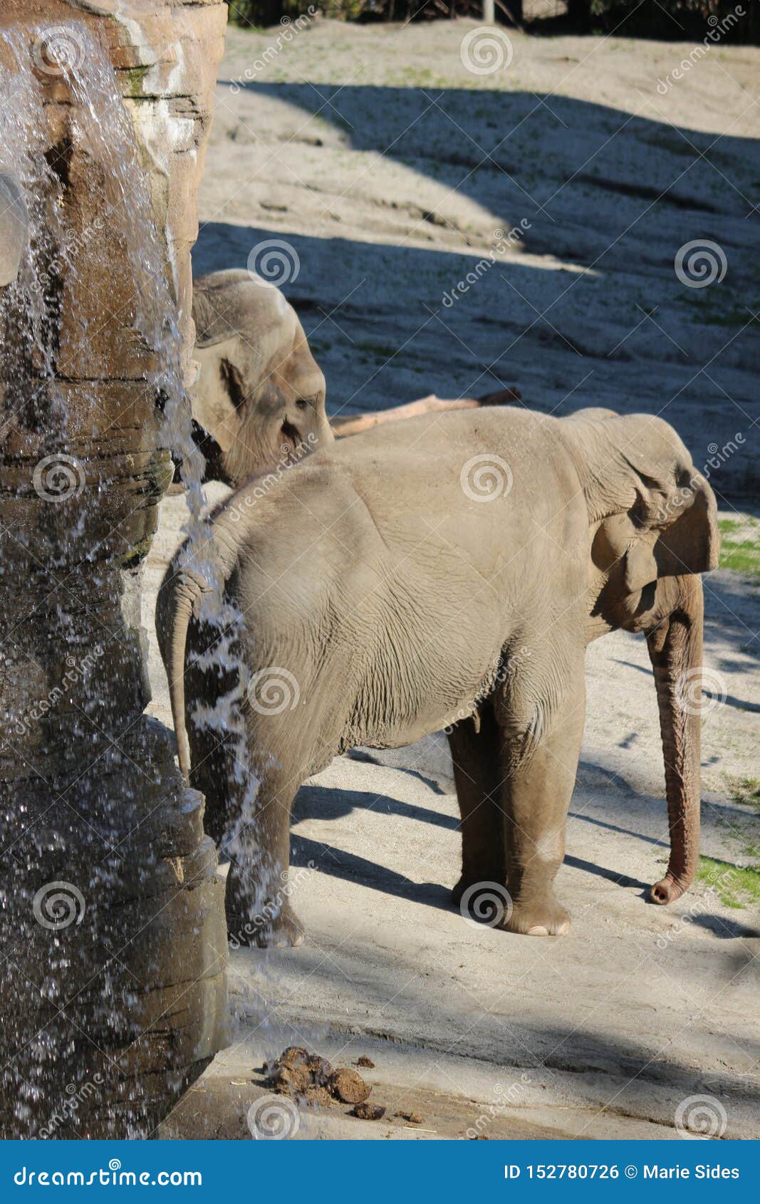 Elephants in a waterfall stock photo. Image of elephants - 152780726