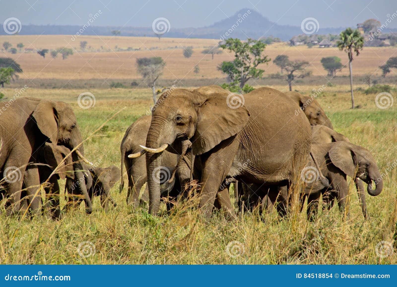 Elephants in the wild stock photo. Image of tree, uganda - 84518854