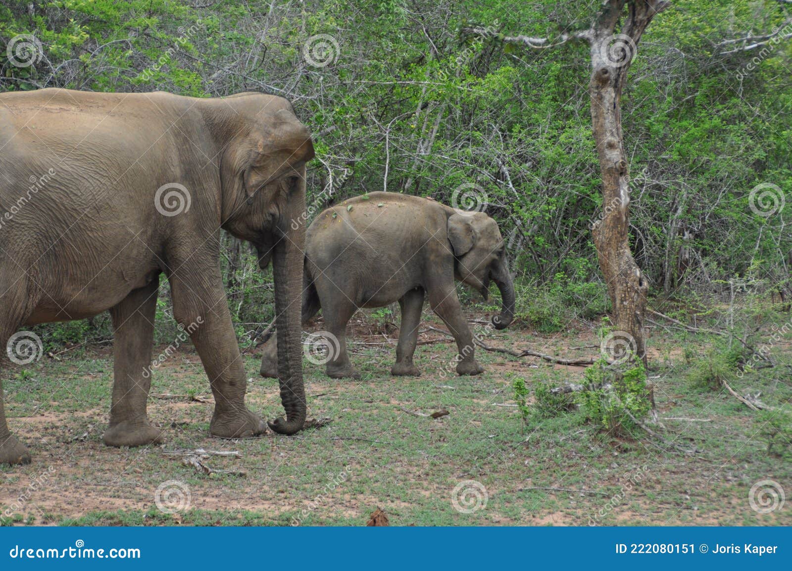 Elephants in Yala National Park, Sri Lanka Stock Image - Image of baby ...