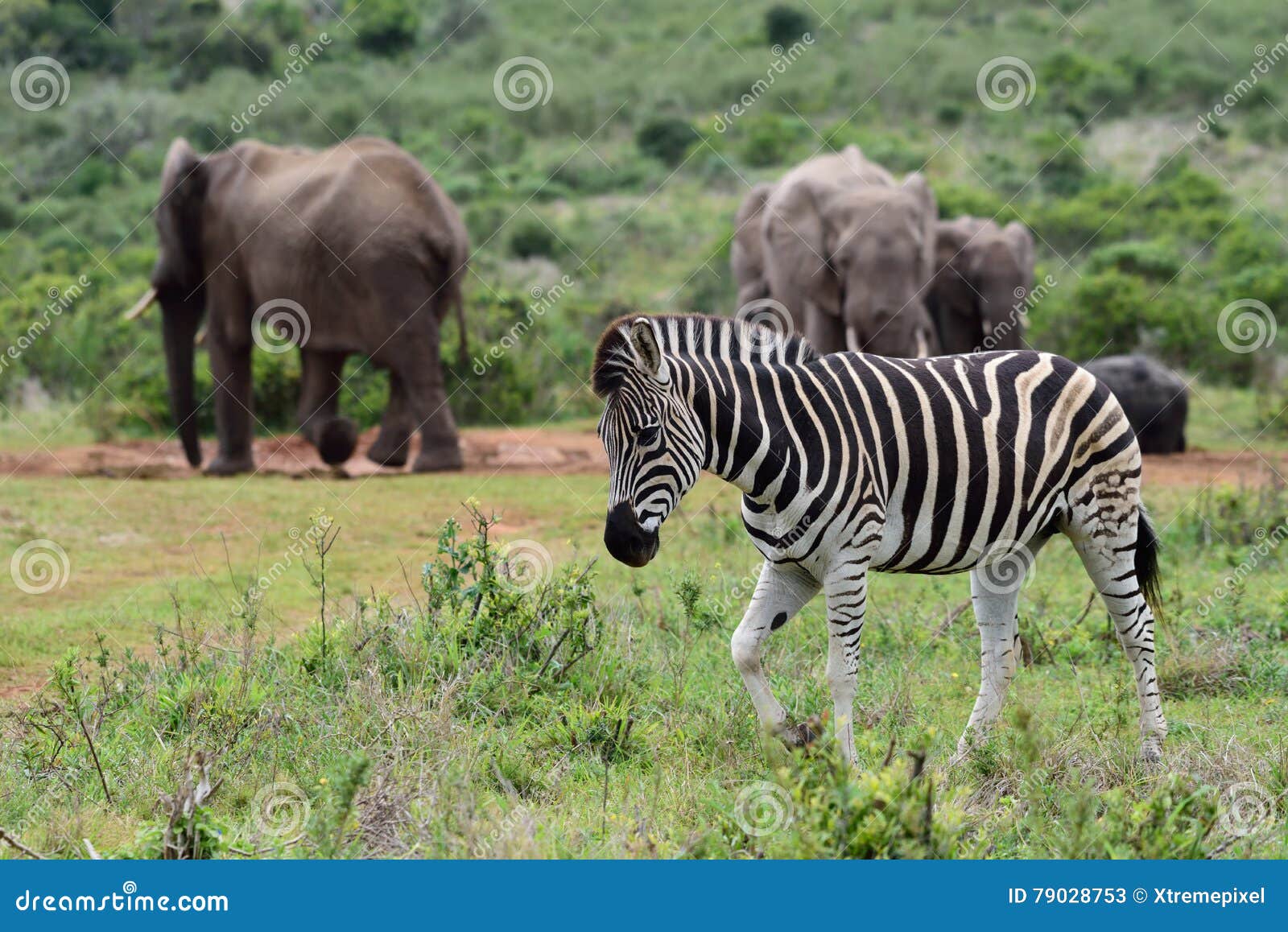 Elephants and zebra stock image. Image of wildlife, elephants - 79028753