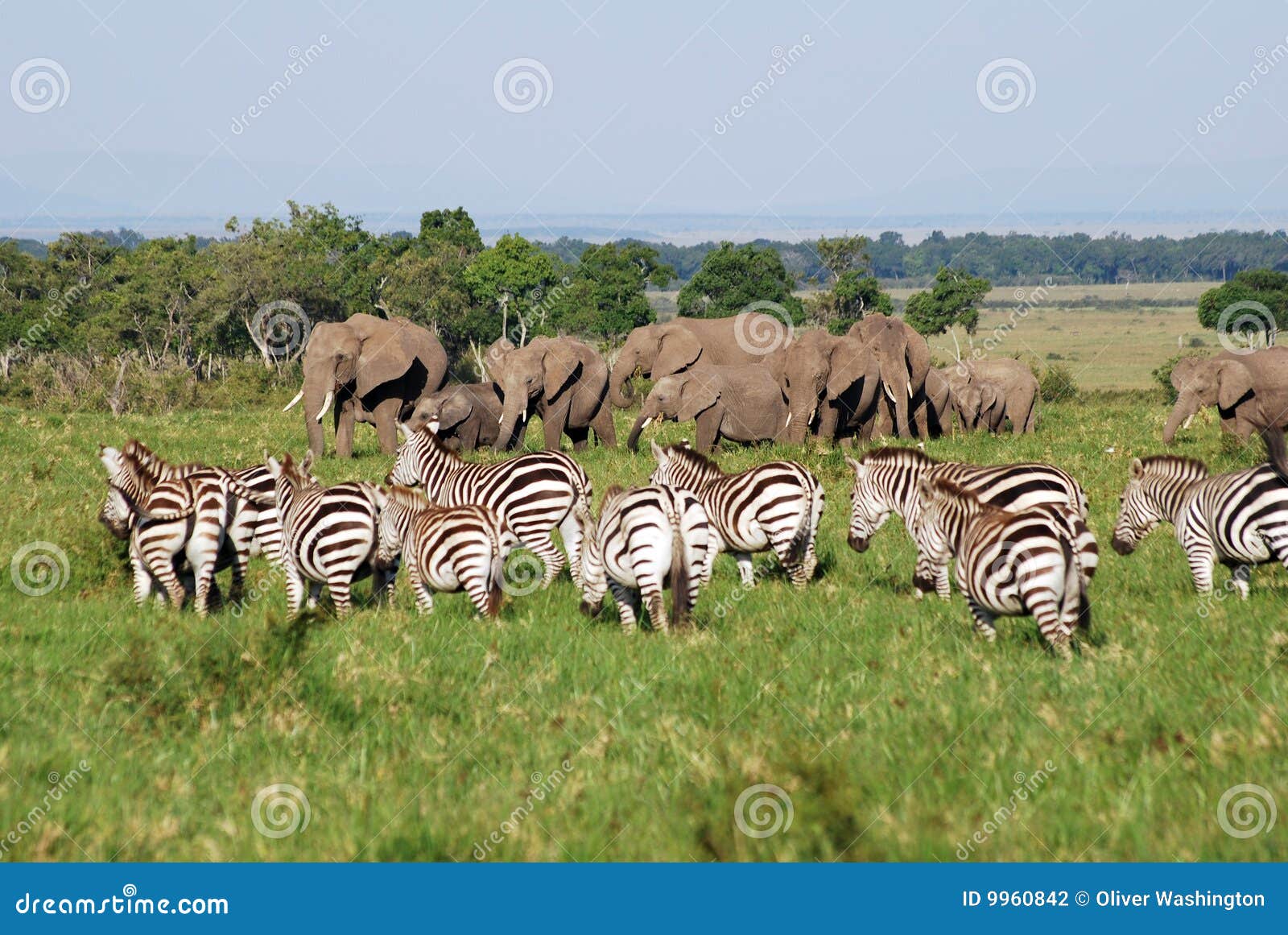 Elephants and Zebras stock photo. Image of savannah, holiday - 9960842