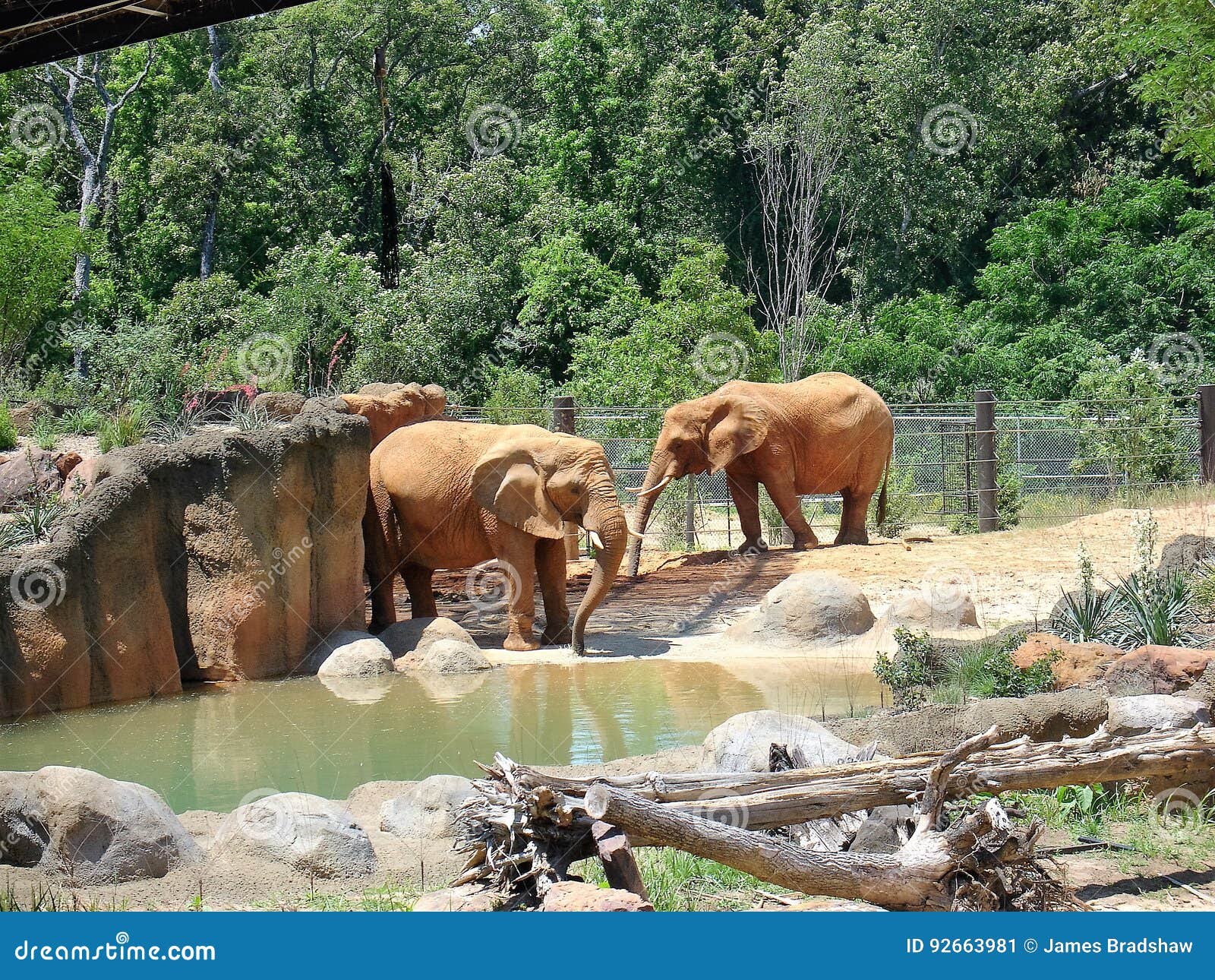 Elephants at zoo stock image. Image of rocks, brown, texas - 92663981