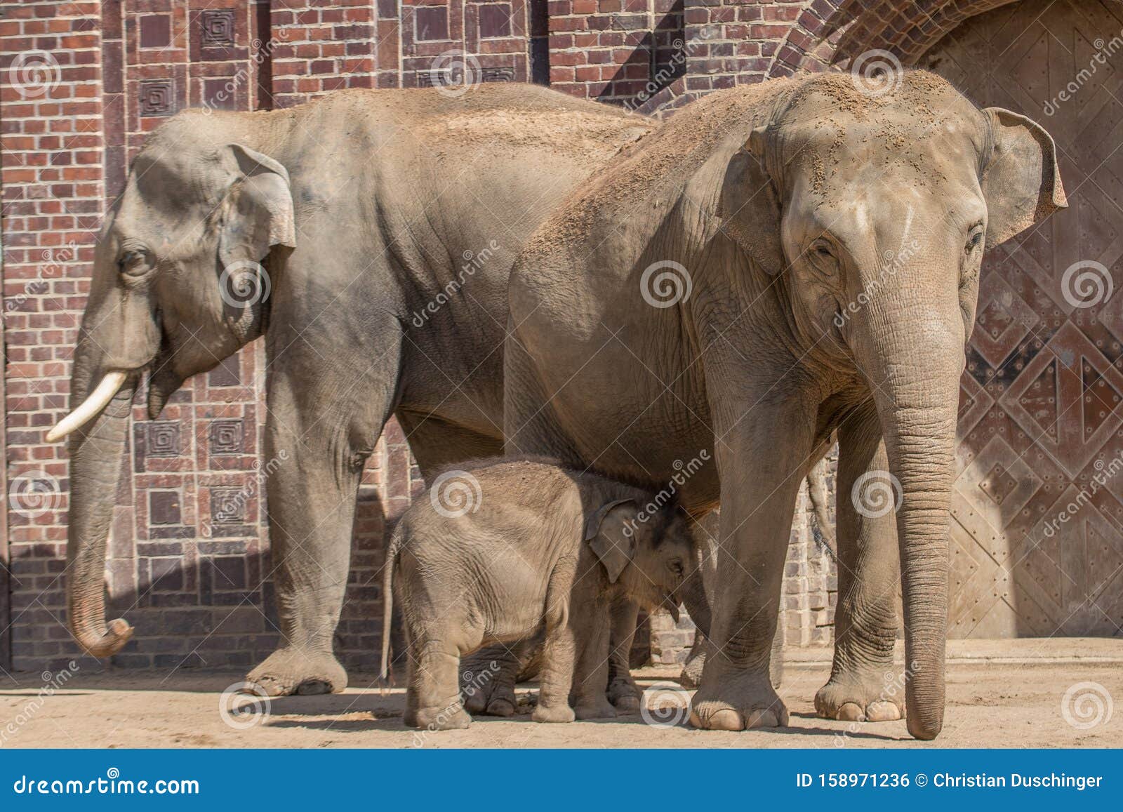 Elephants in the zoo stock photo. Image of nature, head - 158971236