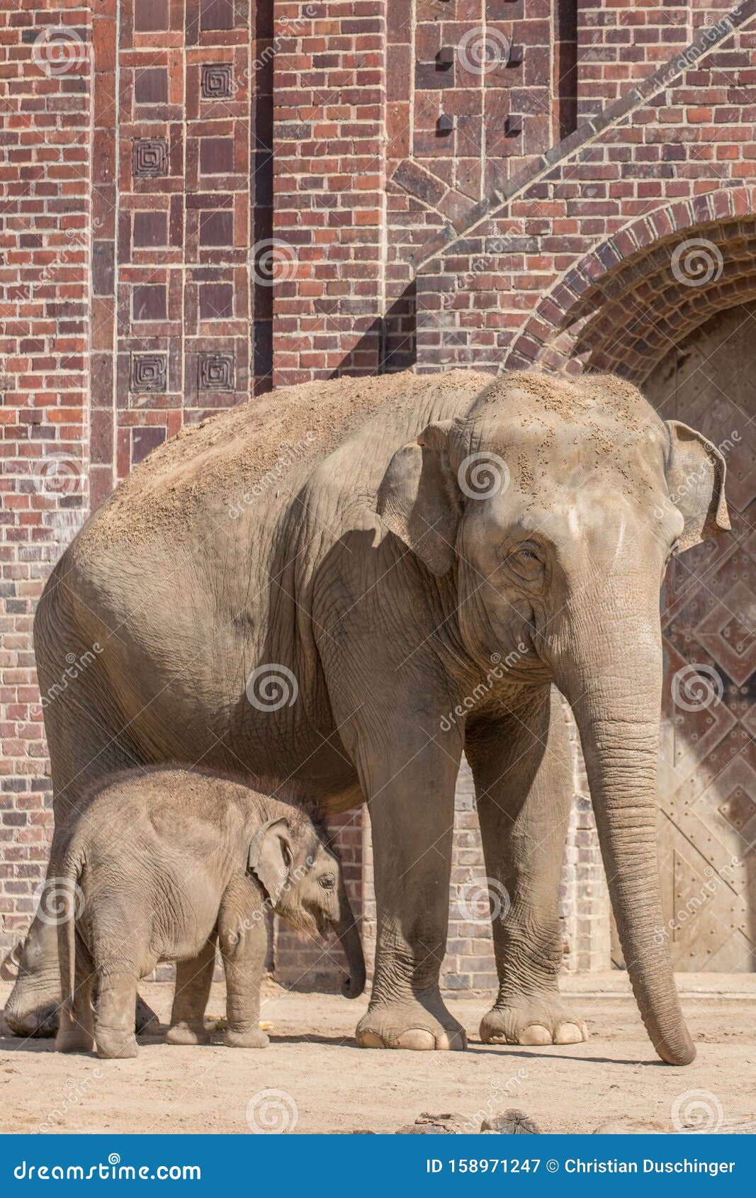 Elephants in the zoo stock image. Image of design, baby - 158971247