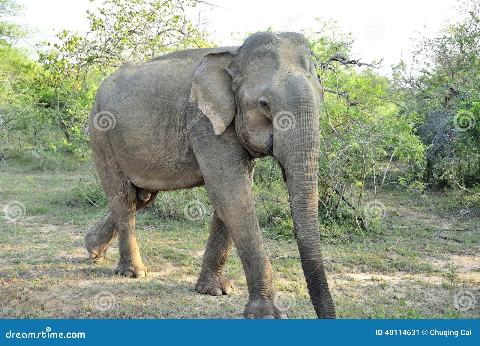 Elephas maximus stock image. Image of elephant, wild - 40114631
