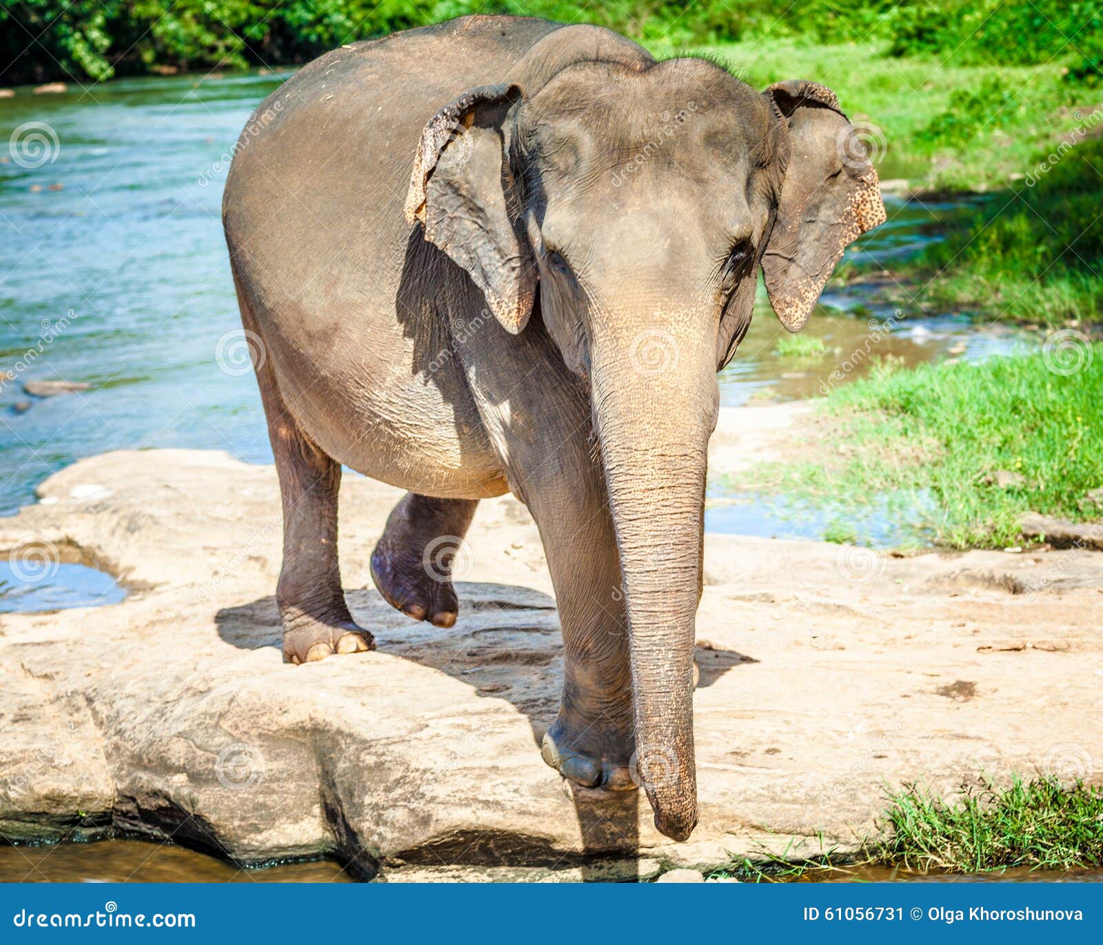 Elephatnt stock image. Image of safari, endangered, animal - 61056731