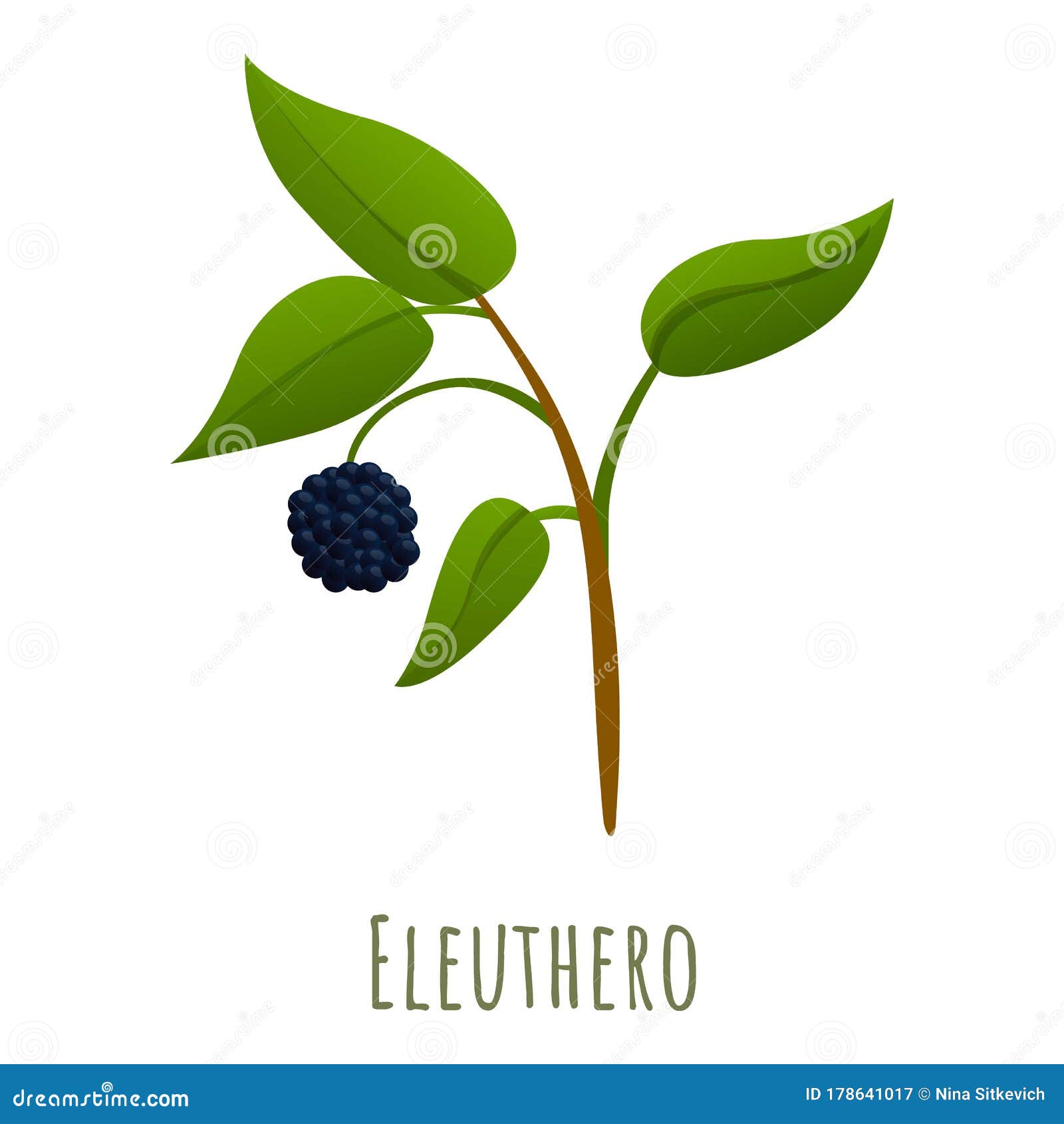 Eleuthero Herb Icon, Cartoon Style Stock Vector - Illustration of berry ...
