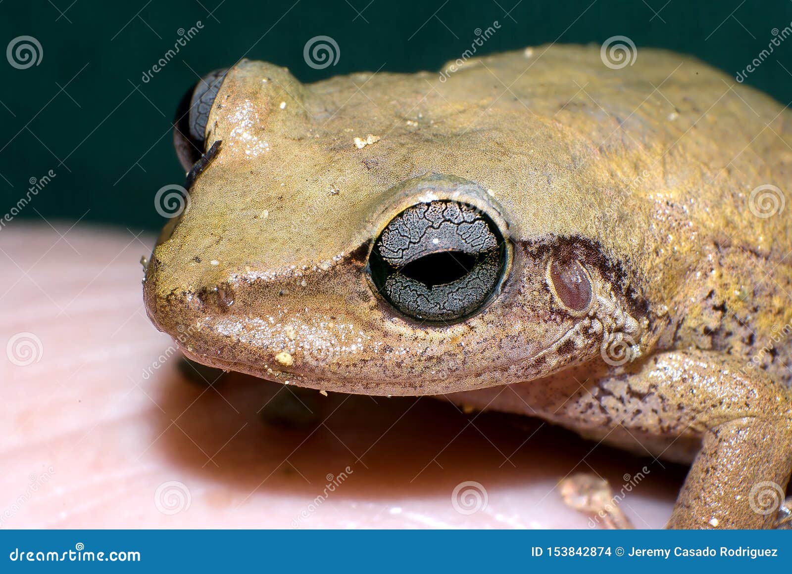 Eleutherodactylus Coqui, Puerto Rico`s Common CoquÃ­. Stock Photo ...