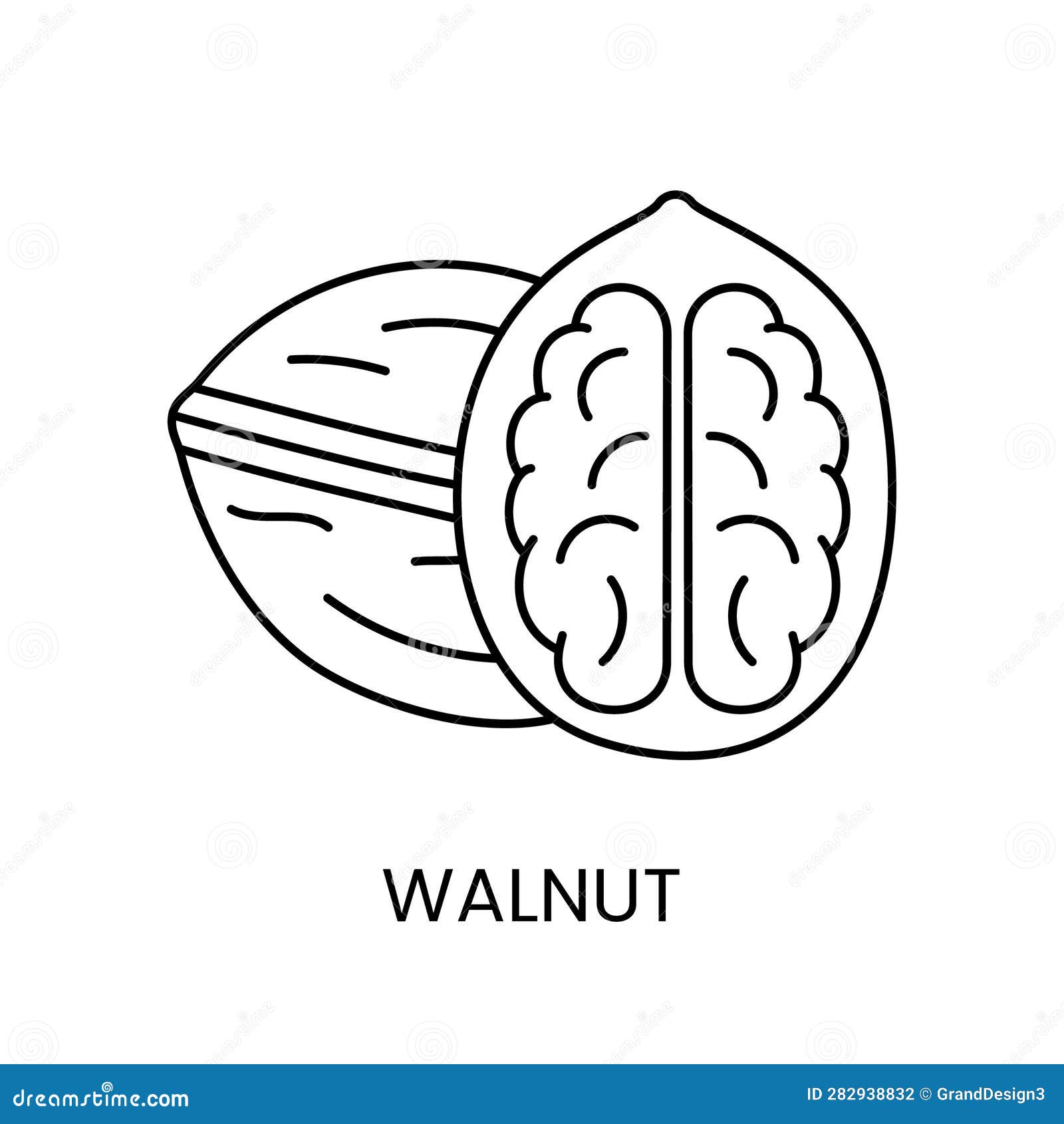 Elevate Your Designs with the Walnut Line Vector Icon, a Visually ...