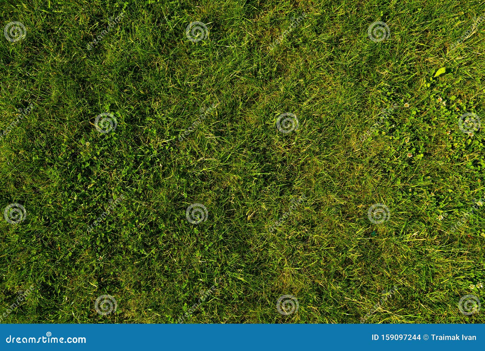 Elevated View of Lush Green Grass Growing on Ground Stock Photo - Image ...