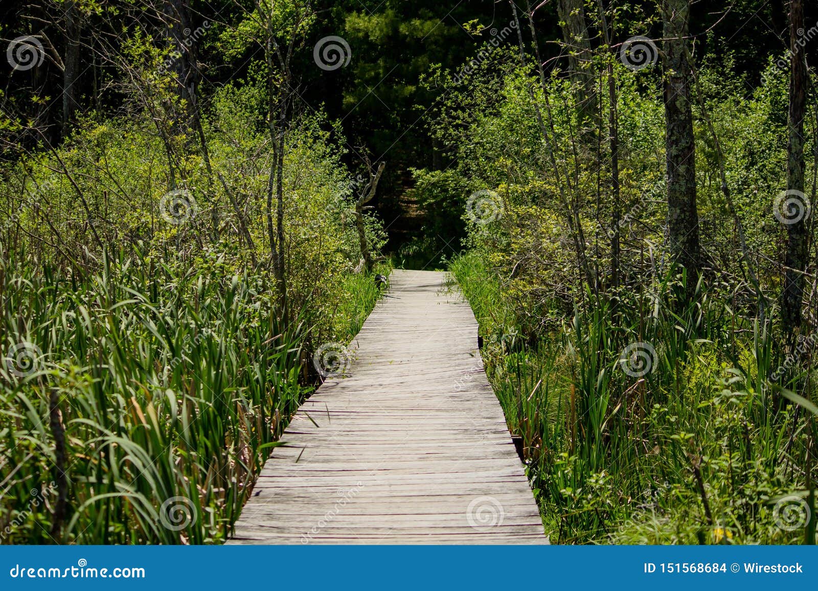 Elevated Wooden Pathway Going through Tall Plants in the Forest Stock ...