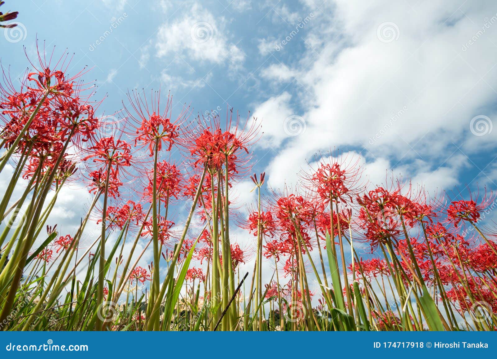 Elevation Angle of Lined Flowers Stock Photo - Image of flowery, rural ...