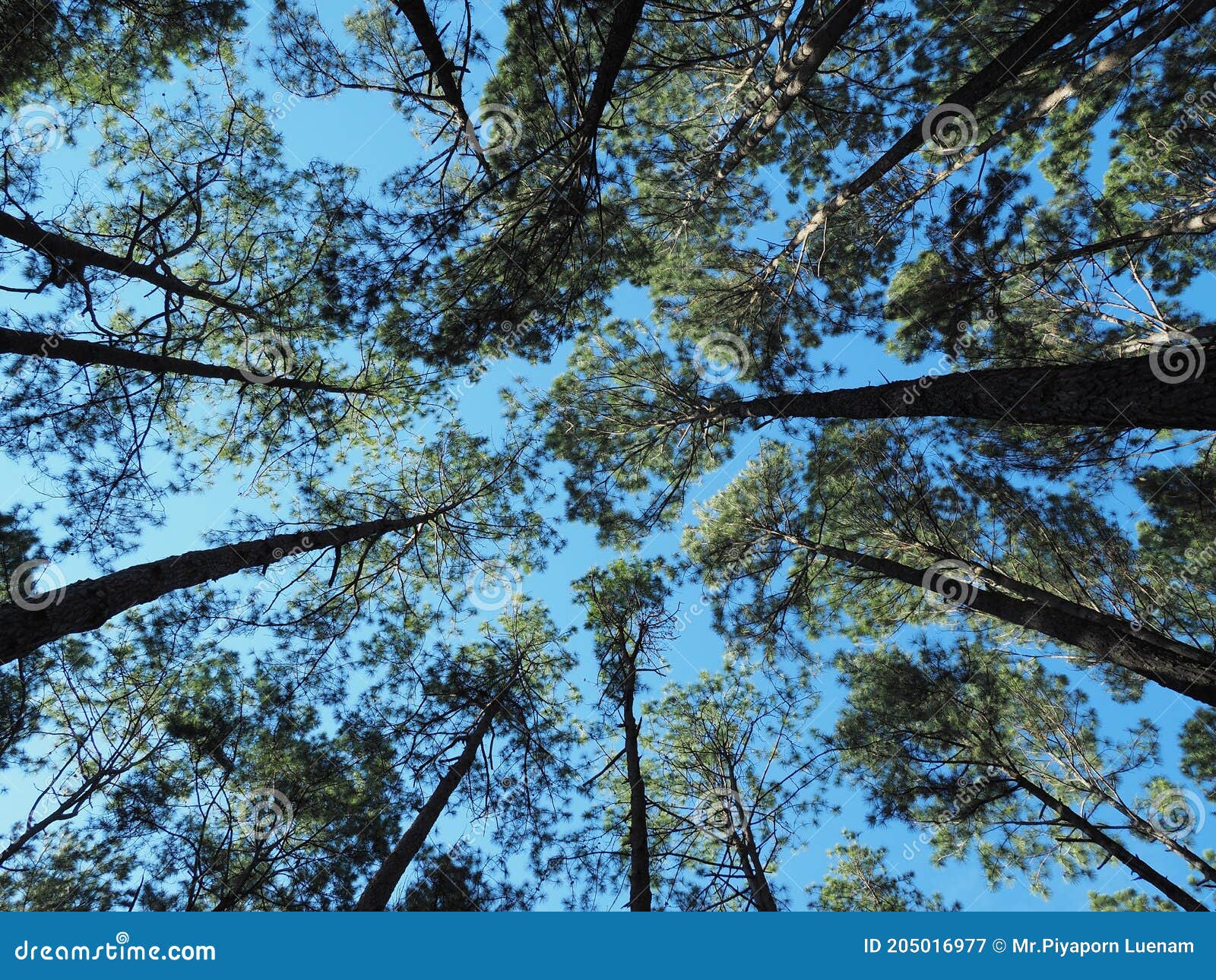The Elevation Angle of Pine Tree. Stock Image - Image of natural, tree ...