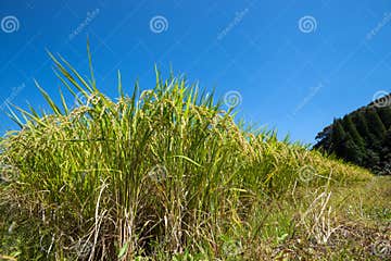 Elevation Angle of Rice Field Stock Image - Image of field, fall: 172443417