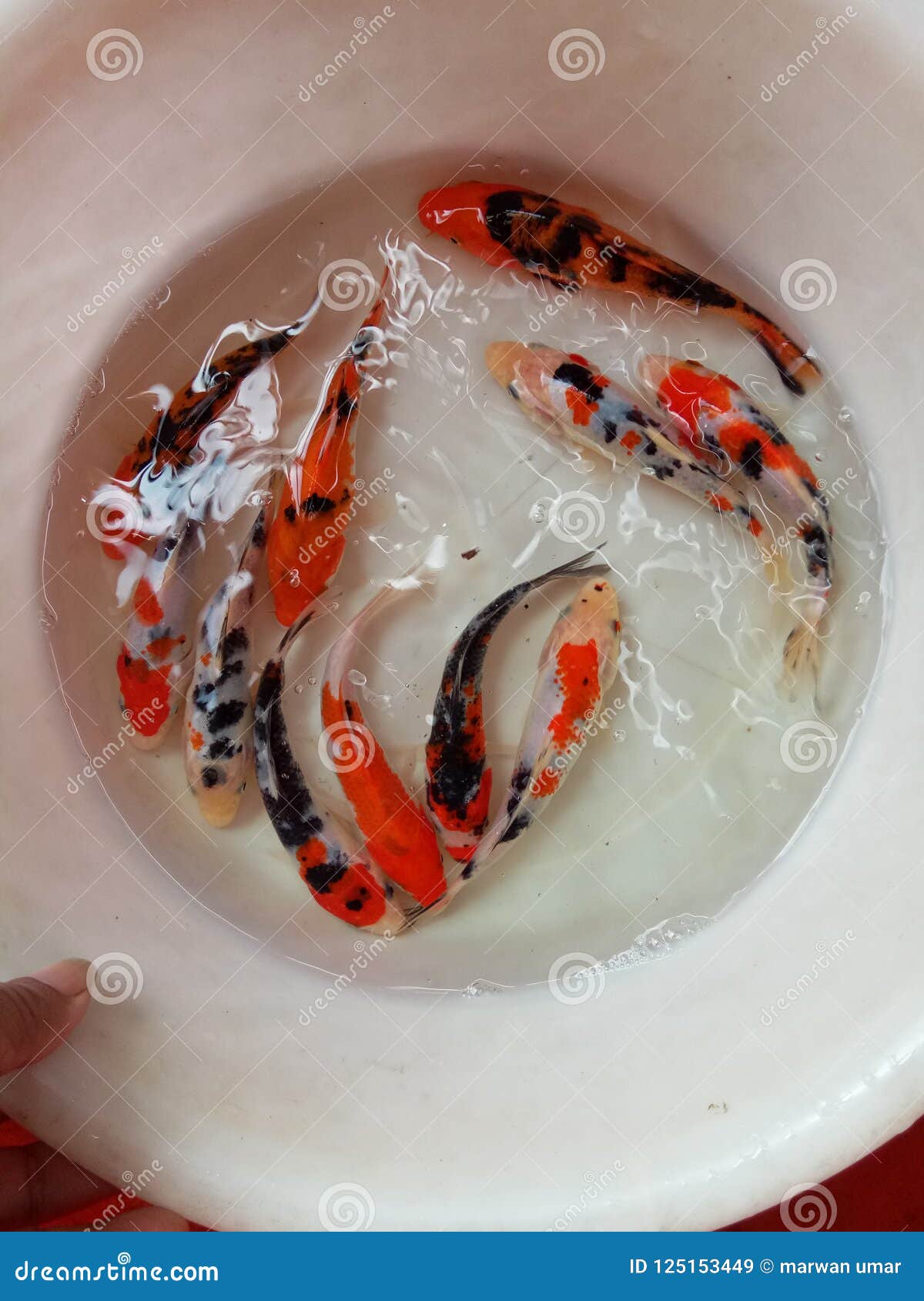 Eleven Coluor Fish Stock Photos - Free & Royalty-Free Stock Photos from ...