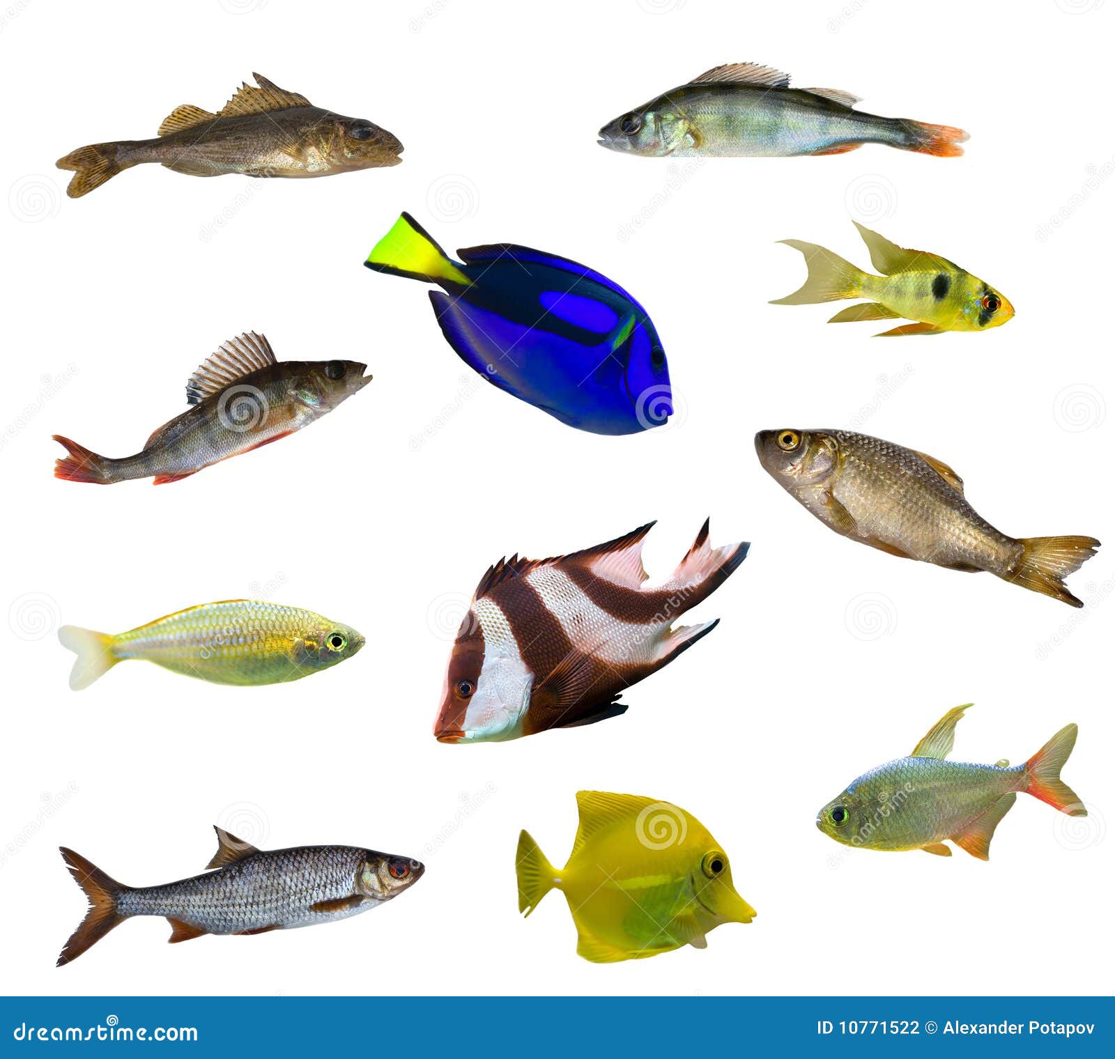 Eleven isolated fishes stock photo. Image of object, remote - 10771522