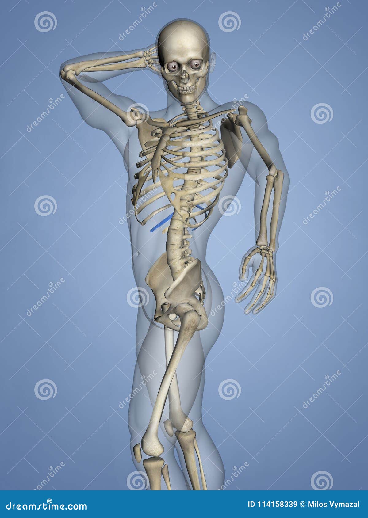 Eleventh Rib, Rib Cage, 3D Model Stock Illustration - Illustration of ...