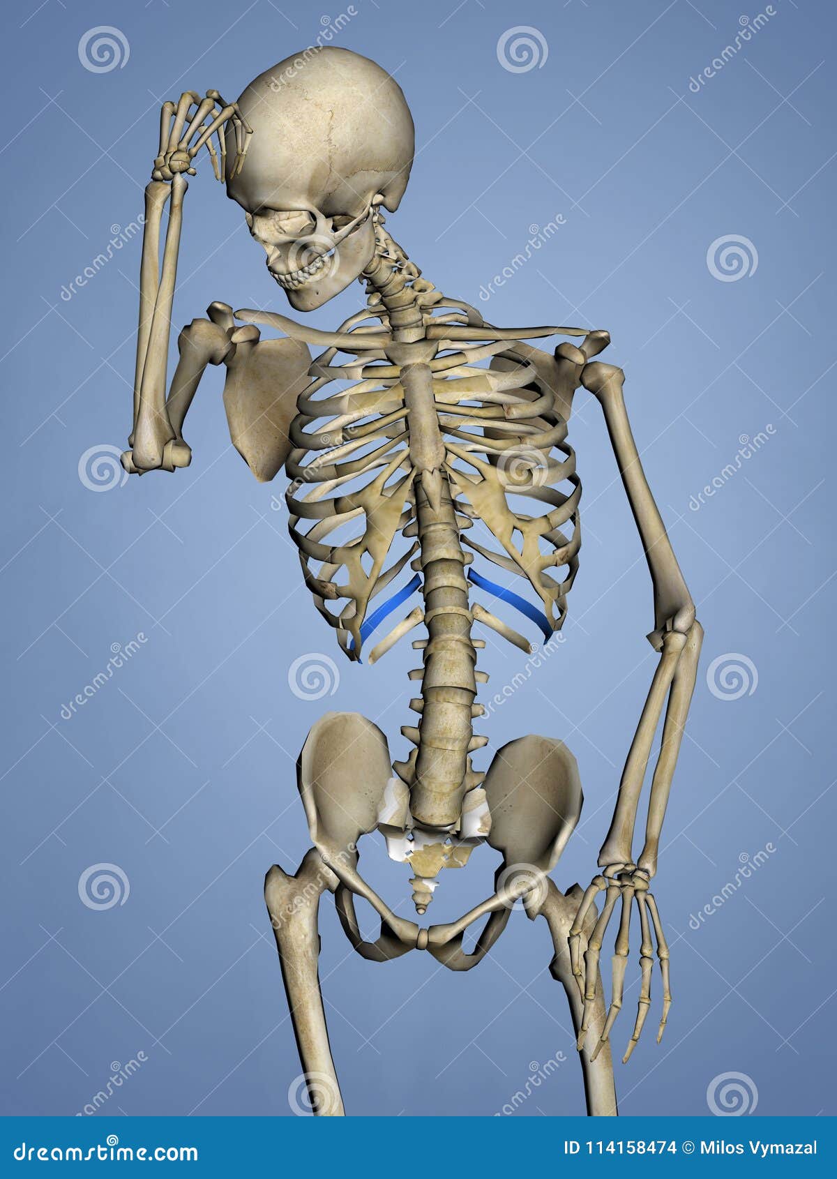 Eleventh Rib, Rib Cage, 3D Model Stock Illustration - Illustration of ...