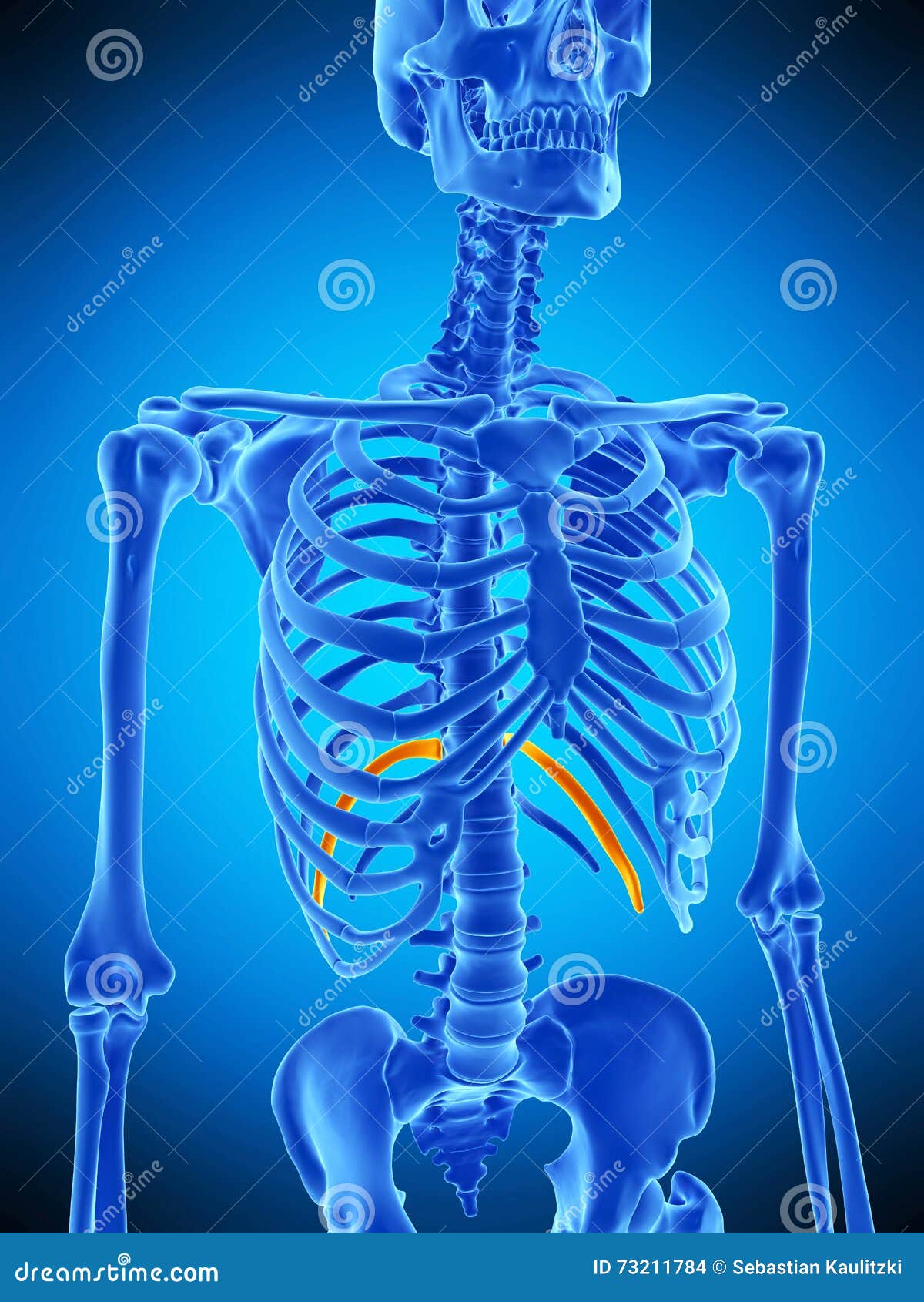 The eleventh ribs stock illustration. Illustration of rendering - 73211784