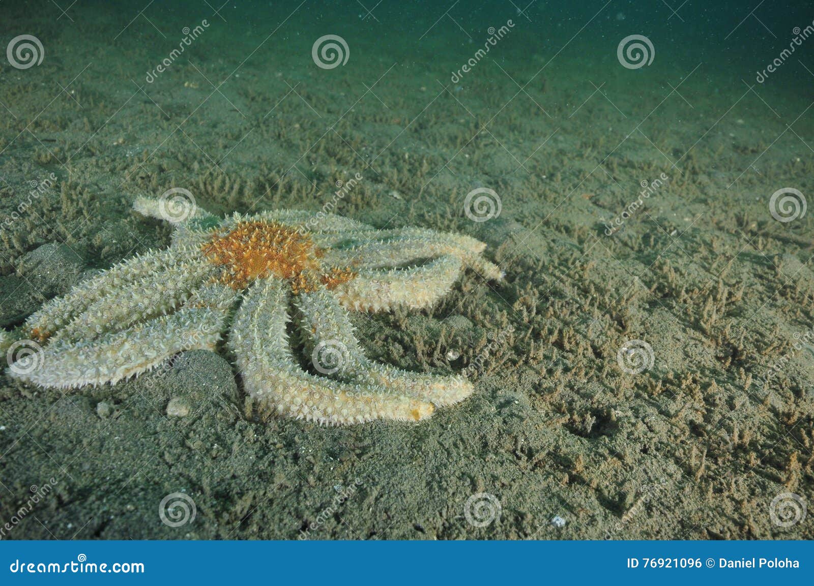 Seestern Unterseite Stock-Fotos - Laden Sie 100 Royalty-Free Fotos herunter