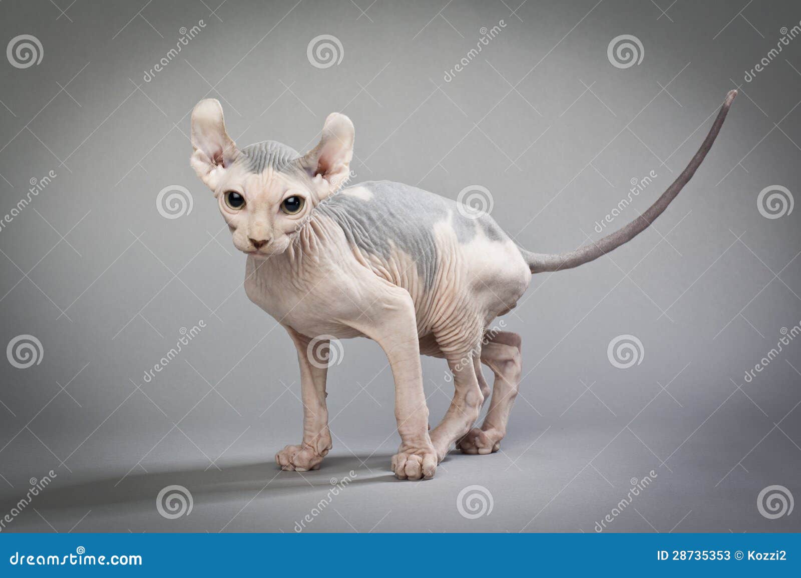 Elf cat with colors stock image. Image of wrinkle, domestic - 28735353