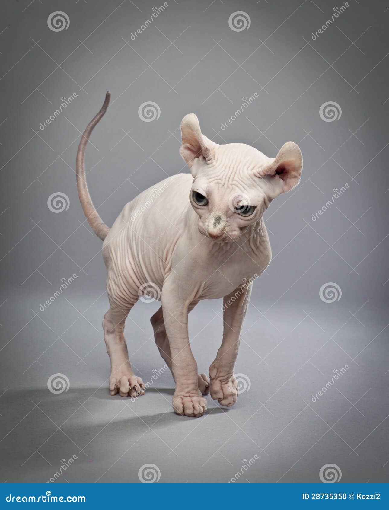 Elf cat walking stock photo. Image of sphynx, sphinx - 28735350