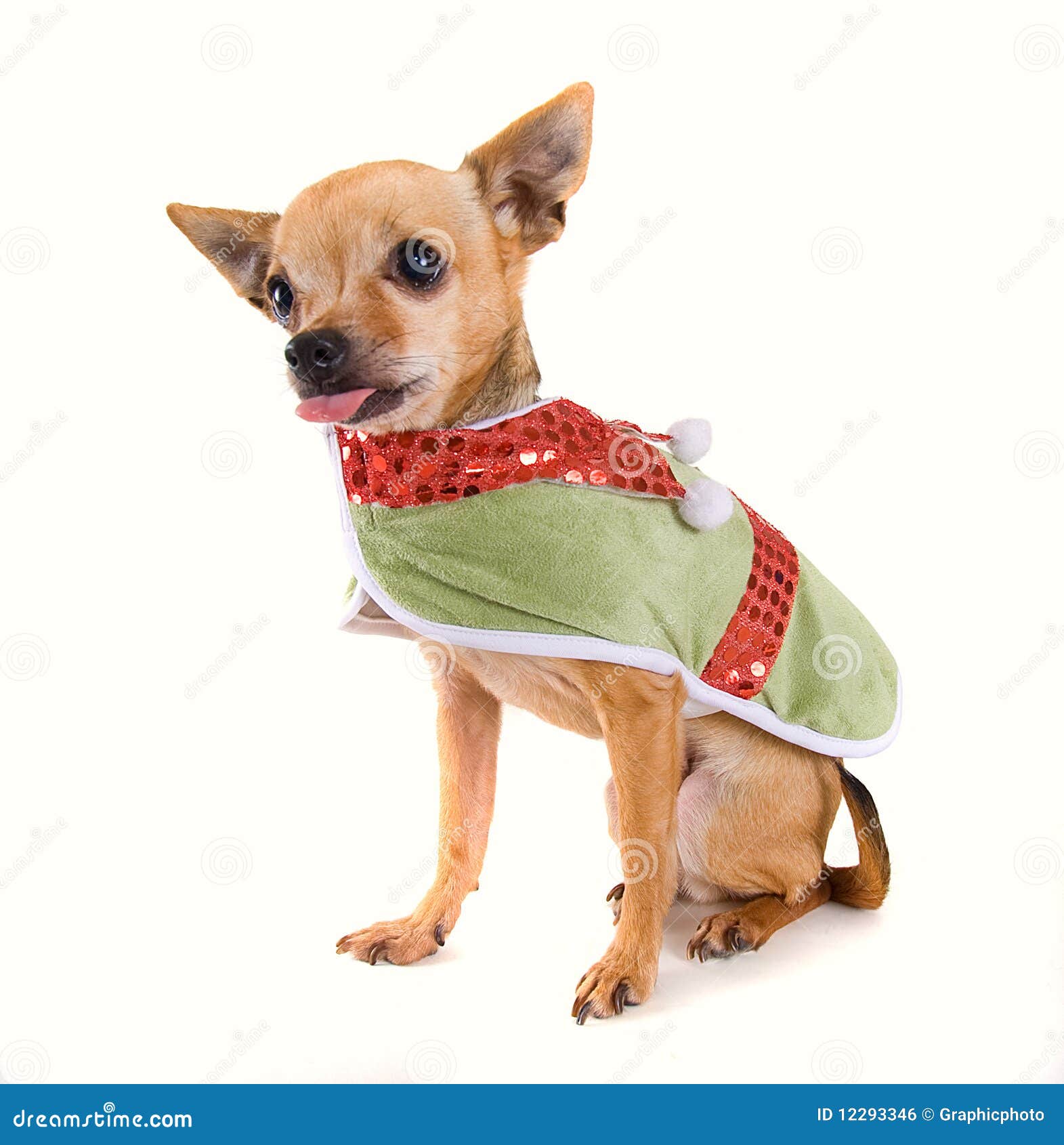 Elf dog stock photo. Image of furry, baby, paws, purebred - 12293346