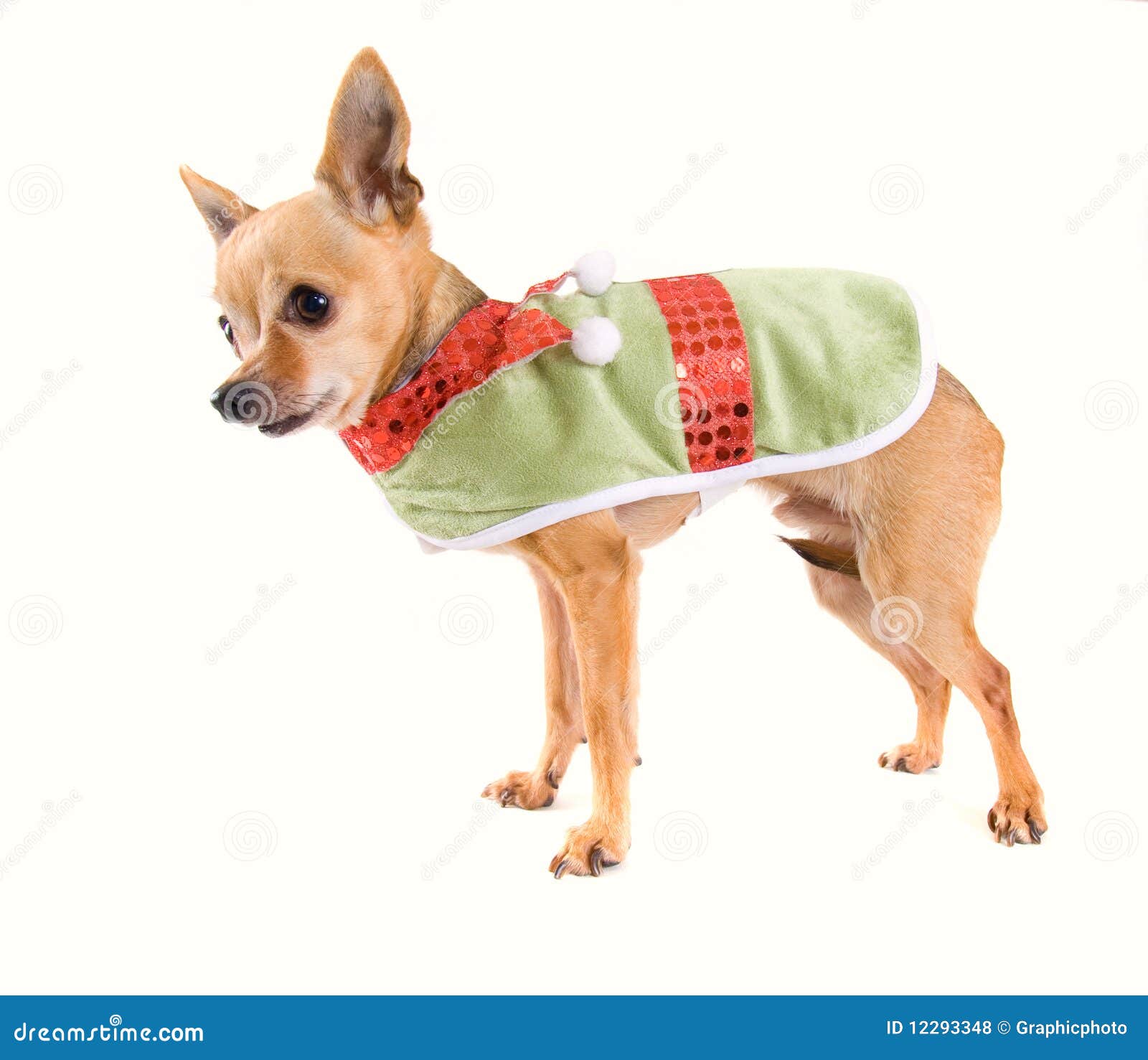 Elf dog stock photo. Image of pedigree, costume, paws - 12293348